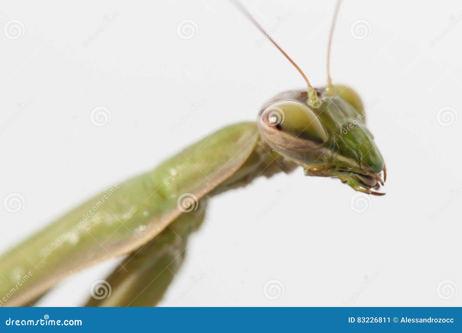 Close Up of Female Praying Mantis Stock Image - Image of antenna ...