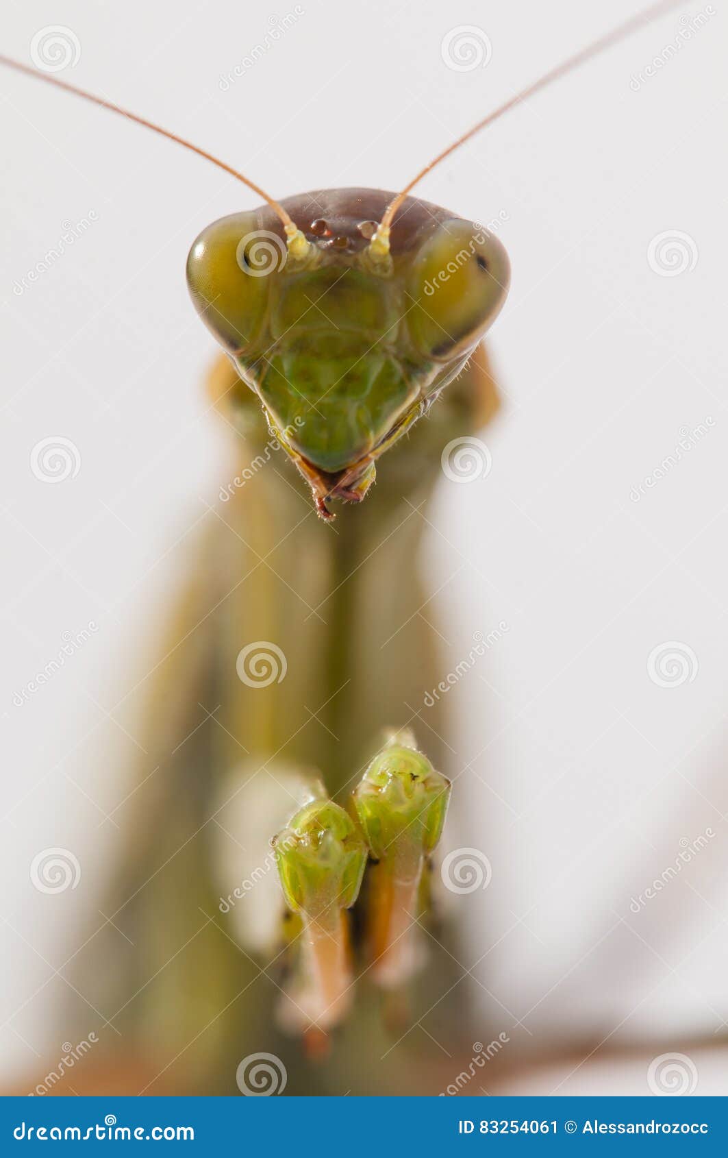 Close Up of Female Praying Mantis Stock Image - Image of summer, white ...