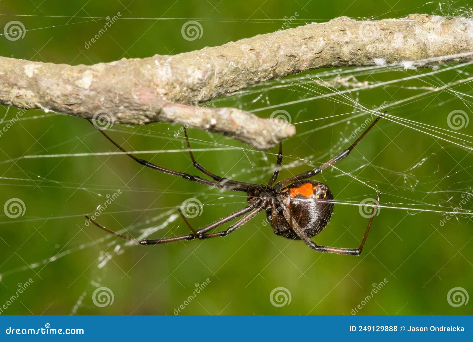 Southern Black Widow Spider - Latrodectus Mactans Stock Photo - Image ... Southern Black Widow Spider - Latrodectus Mactans Stock Photo - Image ...