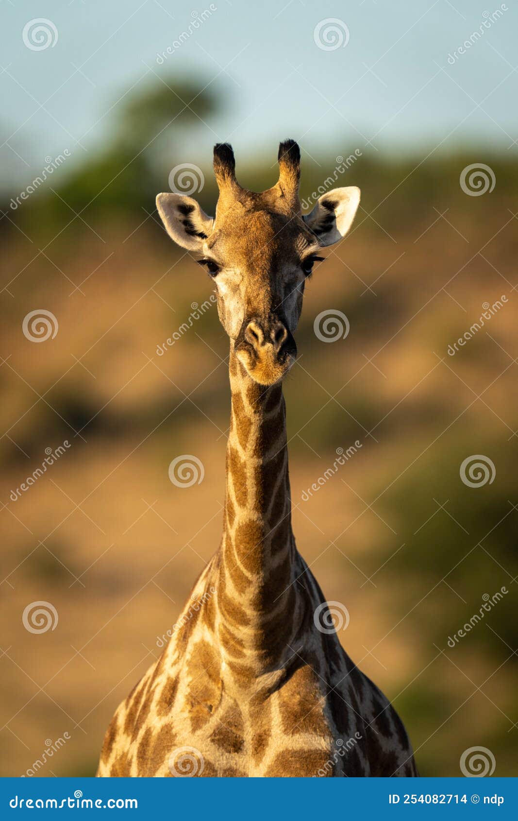 Close-up of Female Southern Giraffe Looking Ahead Stock Photo - Image ...
