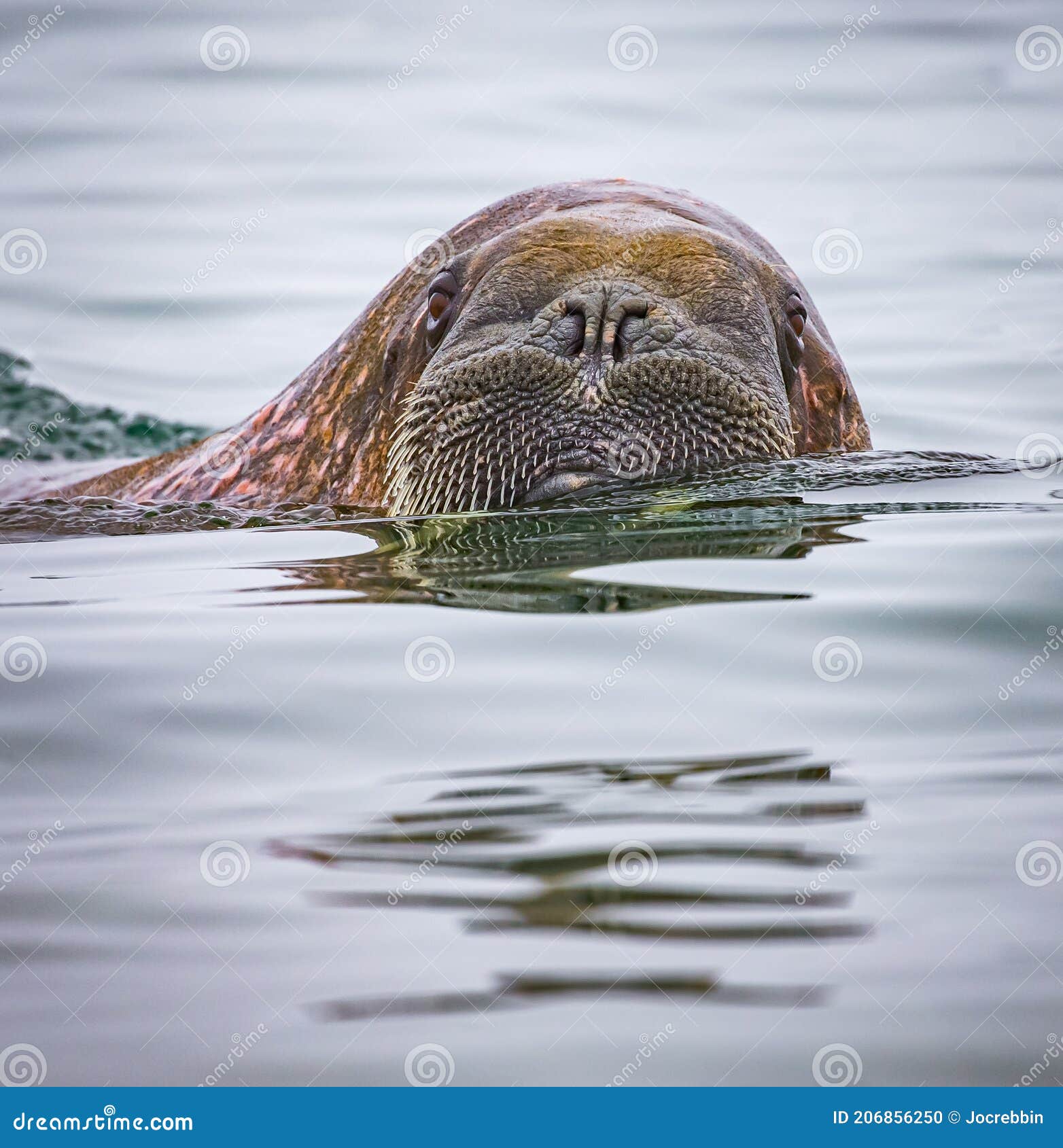 Female Walrus. Royalty-Free Stock Photography | CartoonDealer.com #72570917