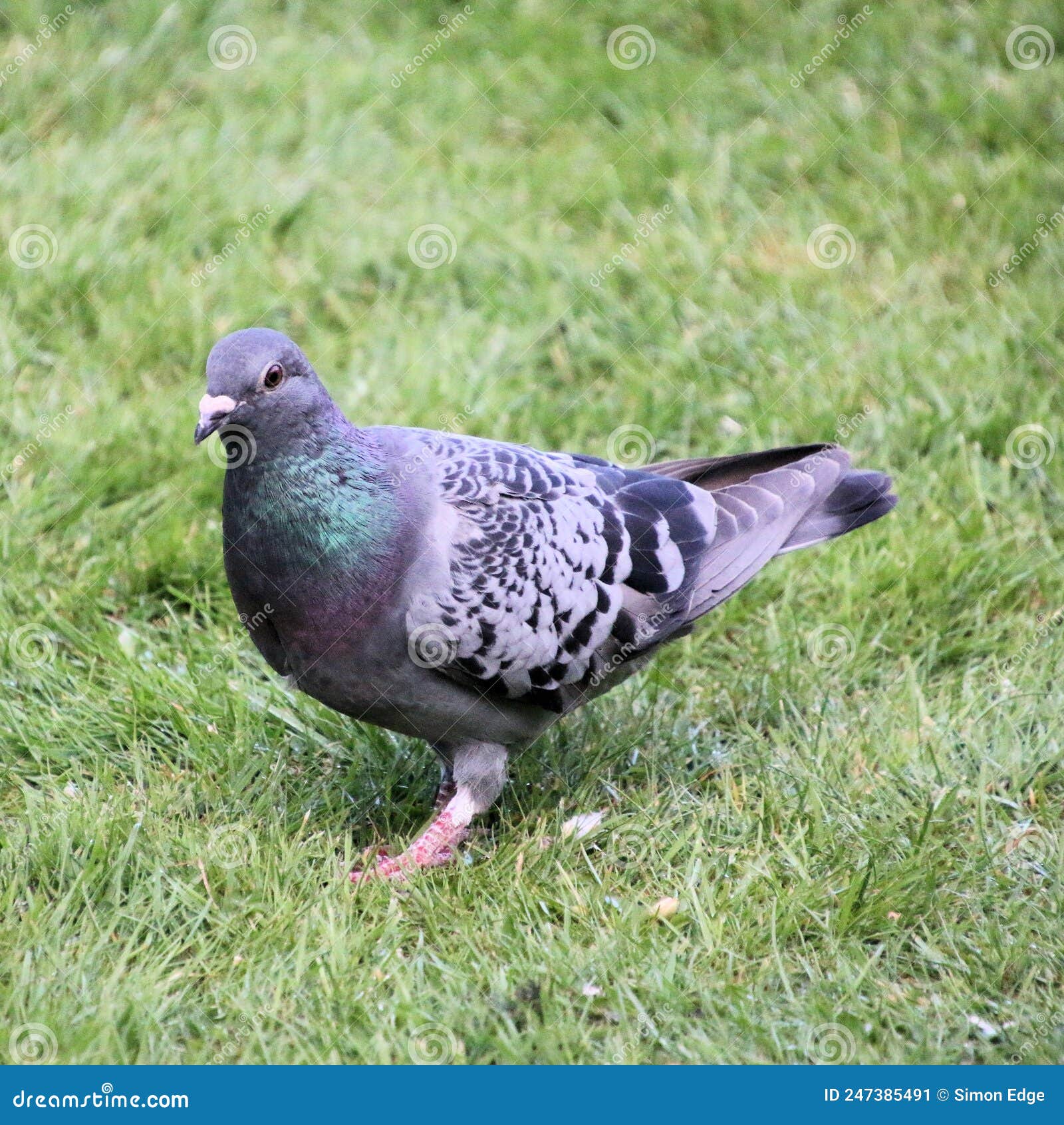 A Close Up of a Ferel Pigeon Stock Image - Image of bird, ground: 247385491