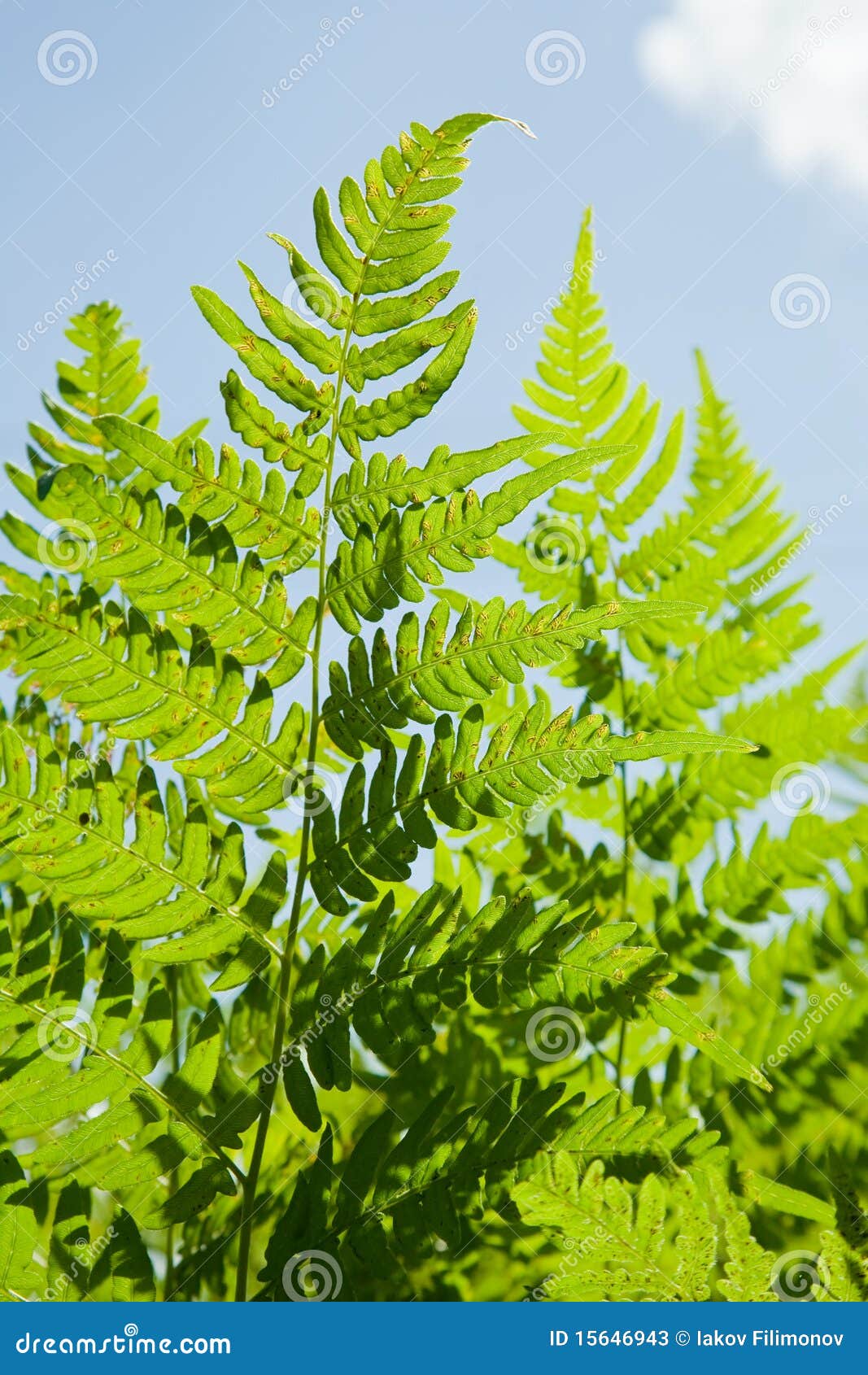 Close up of fern stock image. Image of ecology, botanical - 15646943