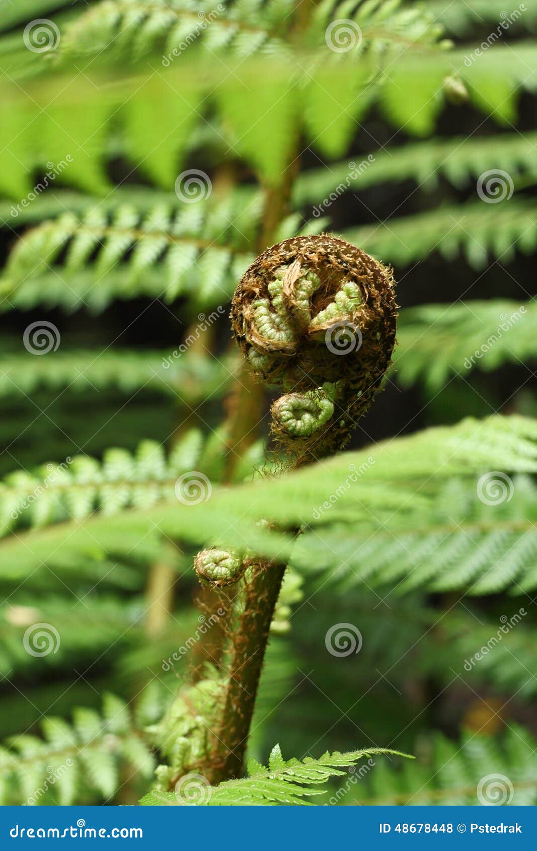 Close up of fern curl stock photo. Image of unfolding - 48678448