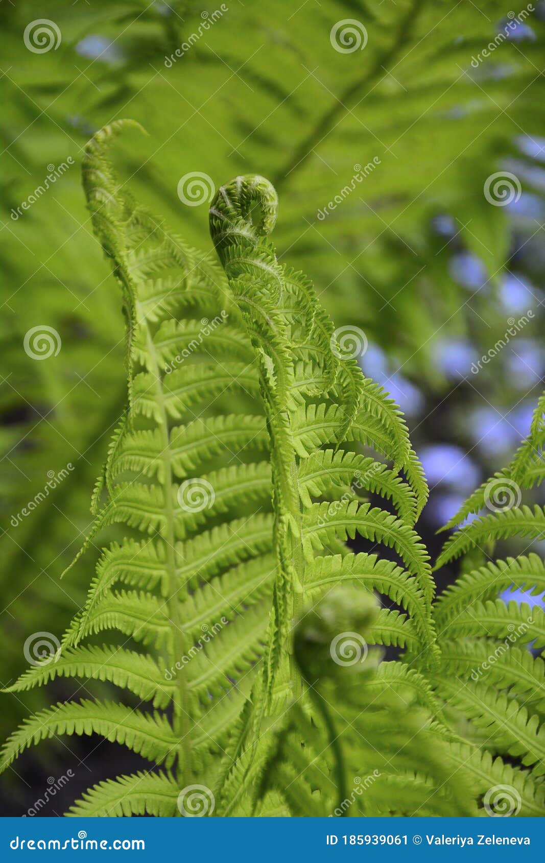 Close Up of Fern Leaves in Early Spring. Vertical Stock Image - Image ...