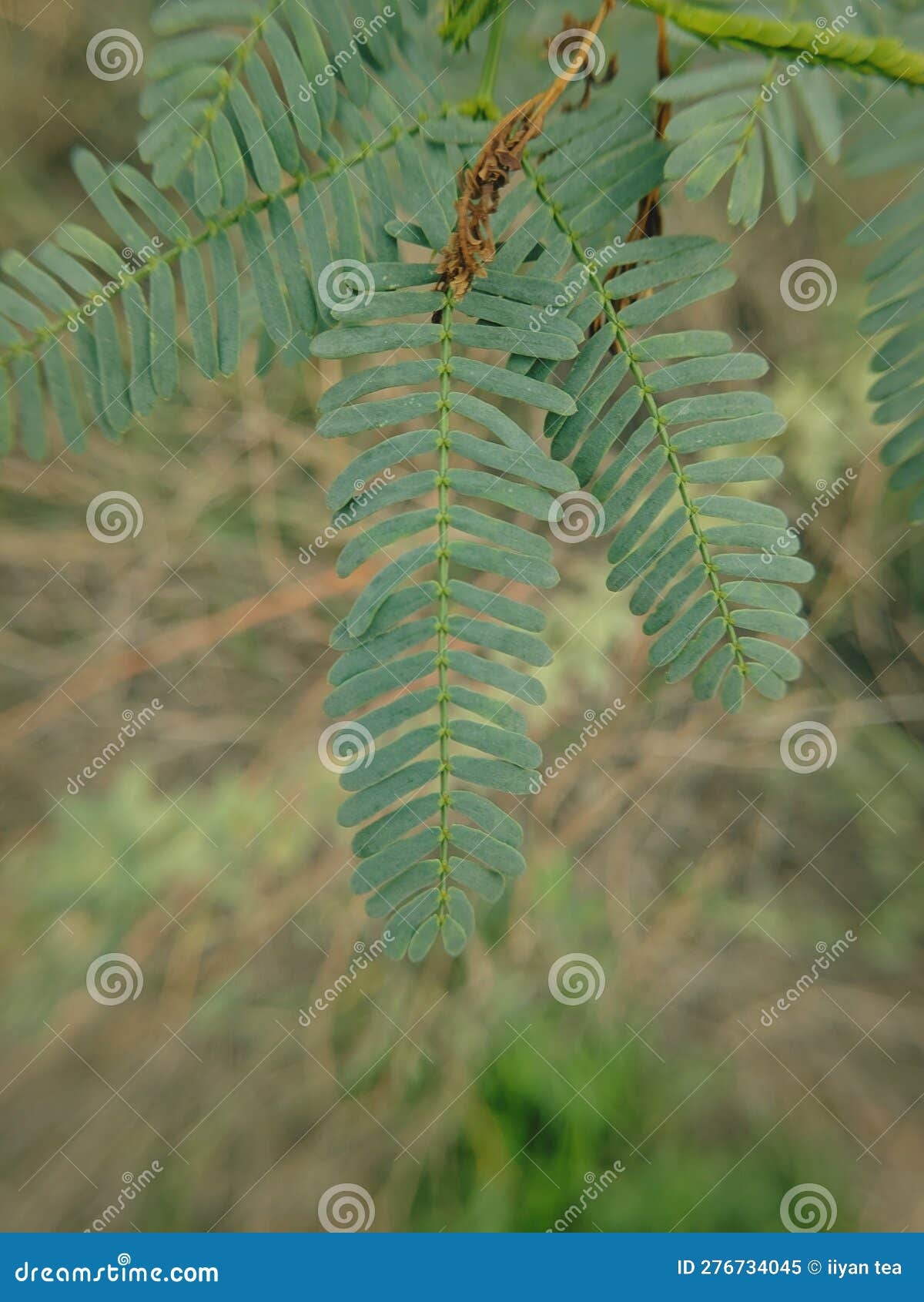 Close-up of Fern Leaves on Tree Stock Image - Image of close, green ...