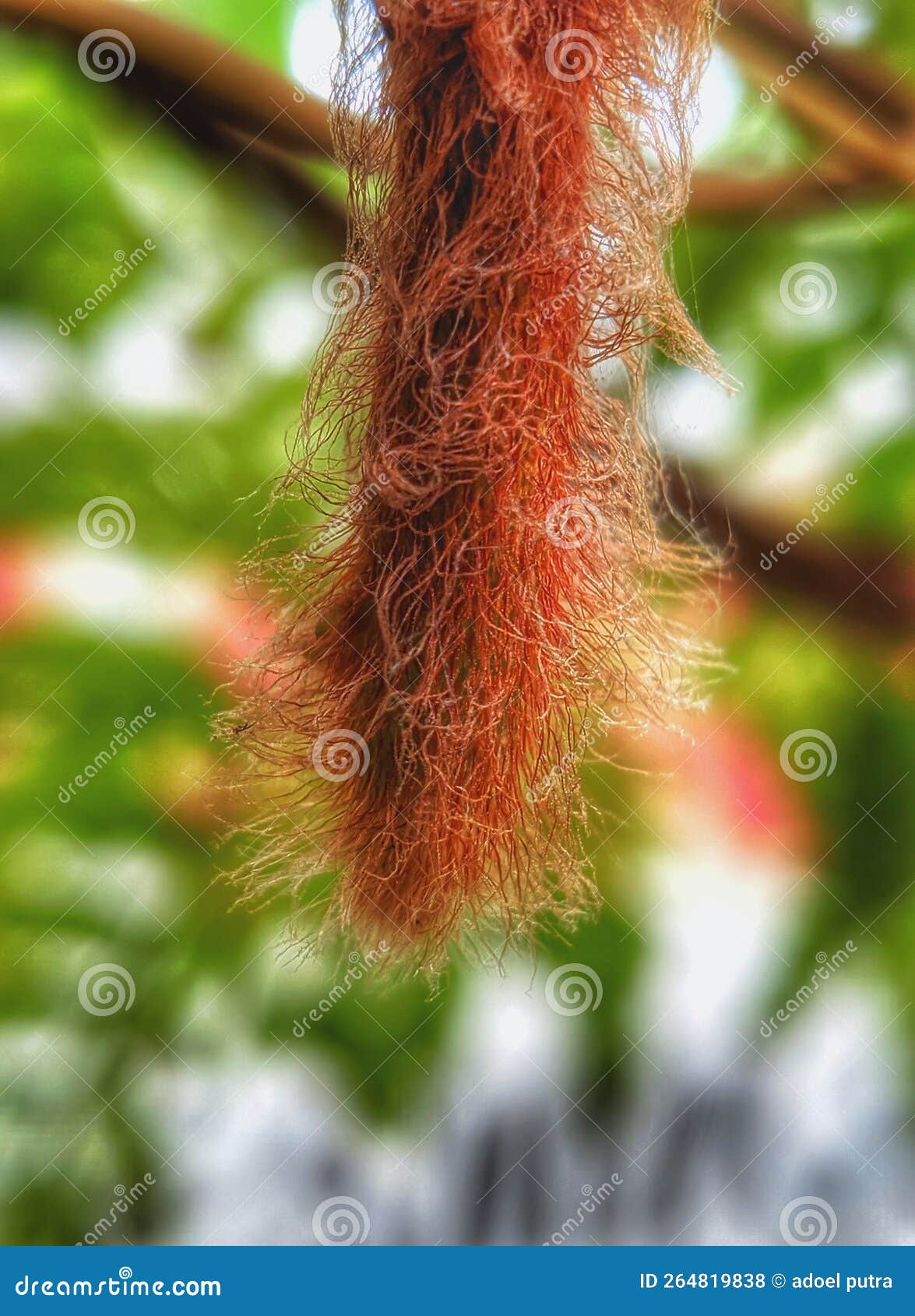 Close-up of a Fern Root Hanging from a Tree Stock Photo - Image of root ...