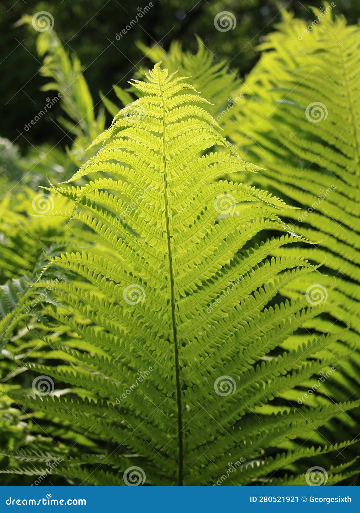 Close Up of a Fern Showing Structure of Plants Stock Image - Image of ...