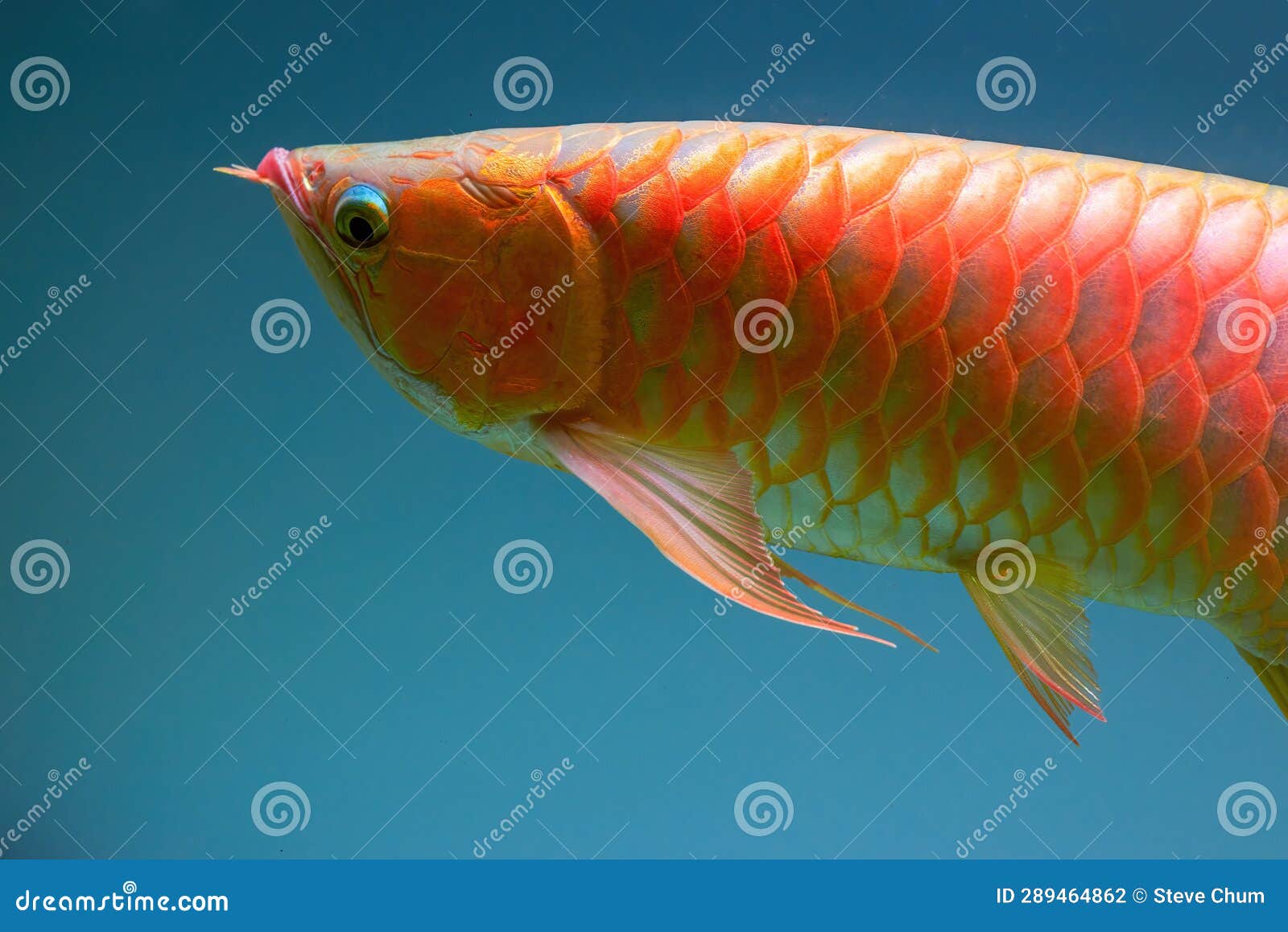 Close-up of a Ferocious Arowana in a Fish Tank Stock Photo - Image of ...