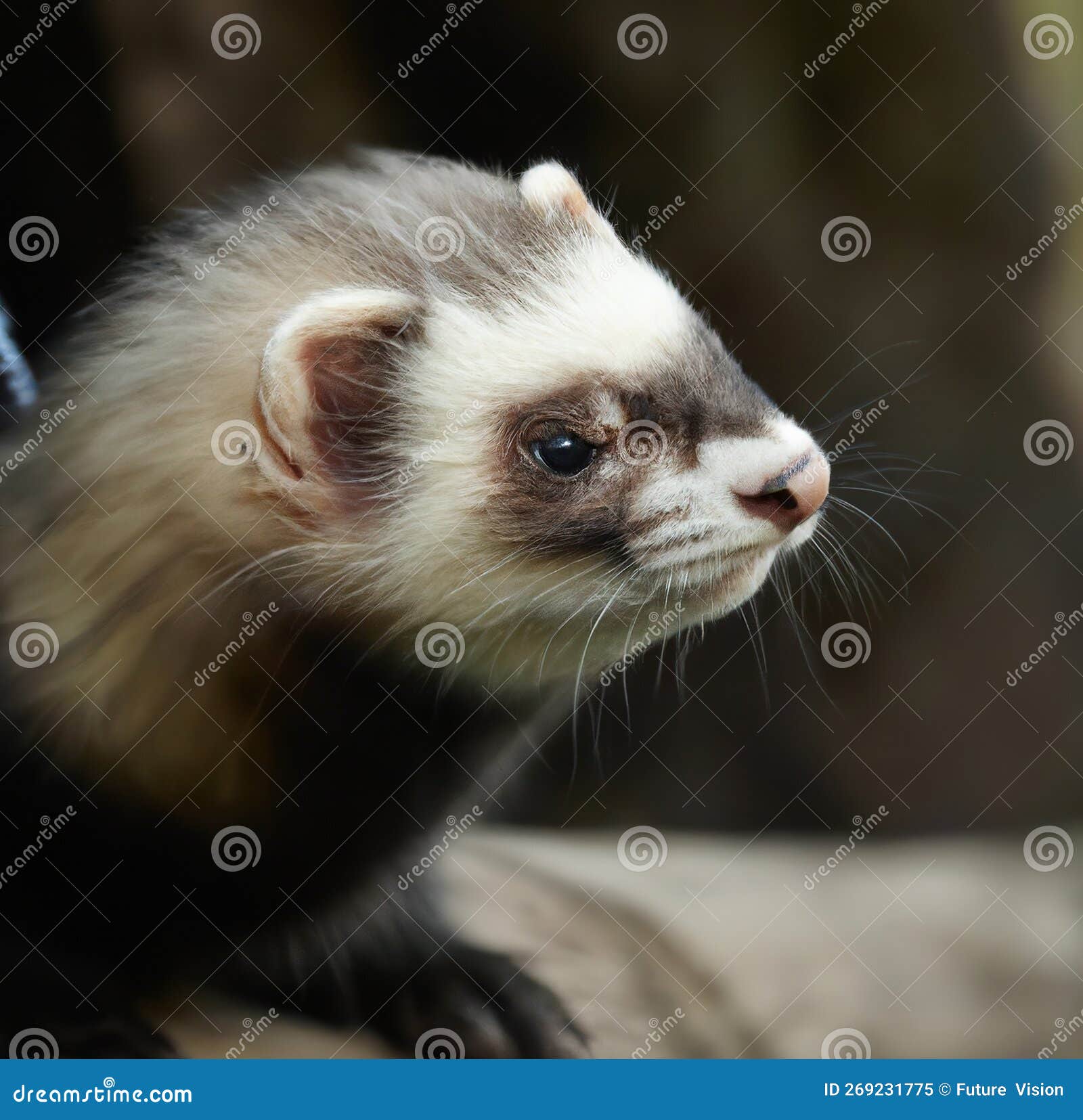 Close Up of Ferret Lying Created Using Generative Ai Technology Stock ...