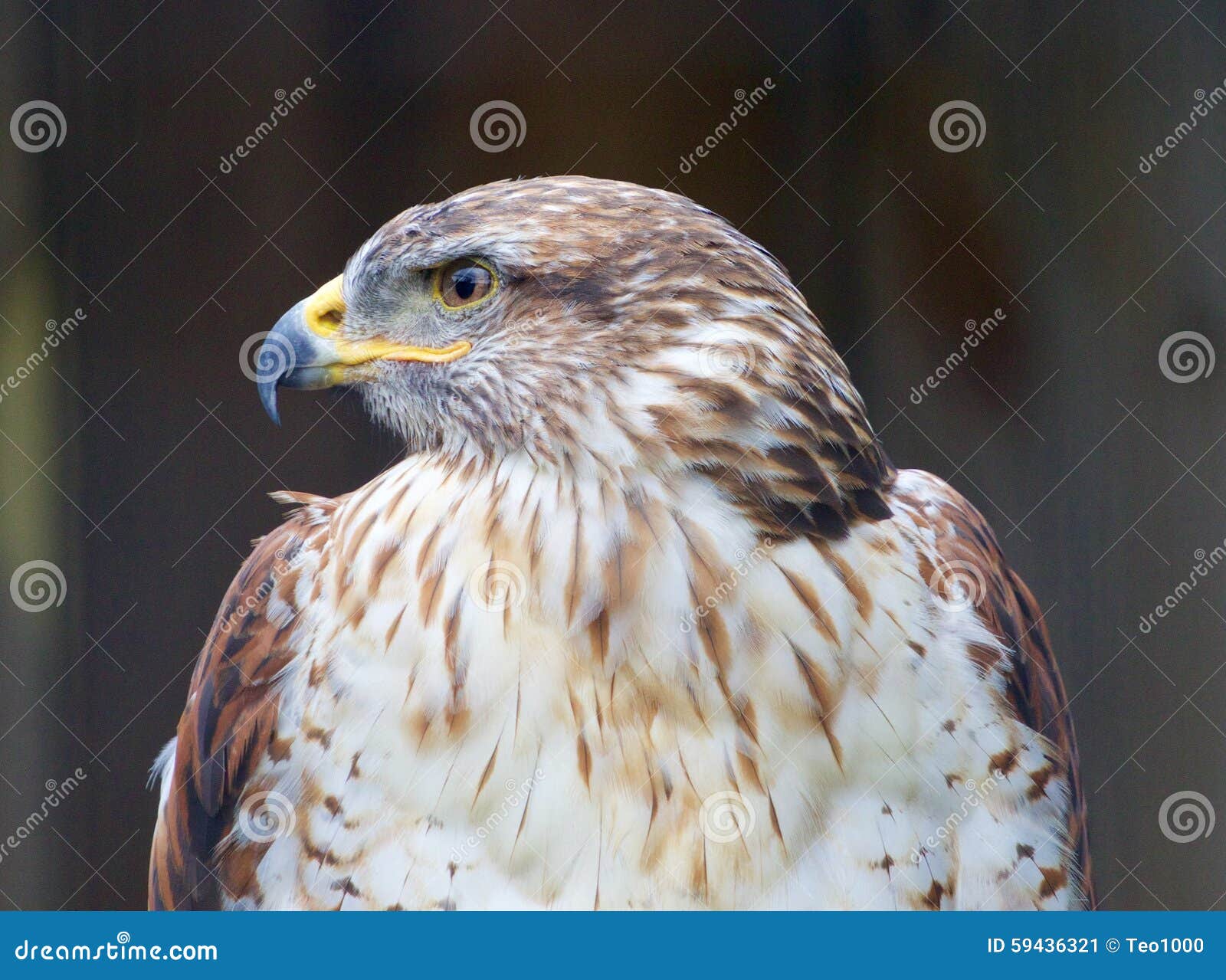 The Close-up of a Ferruginous Hawk Stock Image - Image of large, breast ...