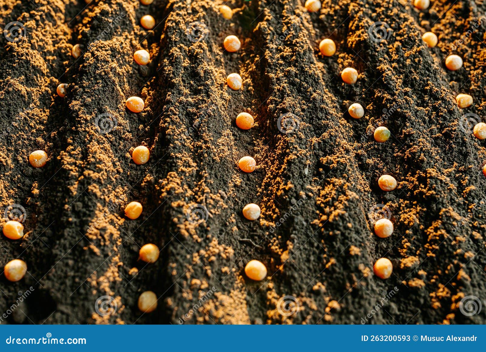Close Up of Fertile Ground in Which Seeds are Planted in Rows, Stock ...