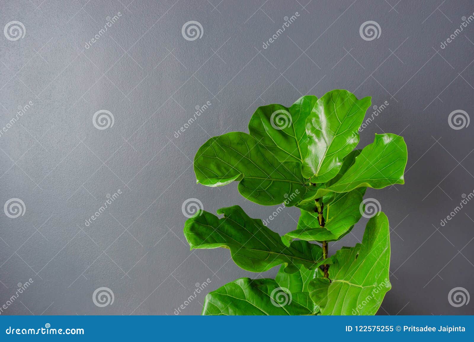Fiddle Leaf Fig Tree on a Gray Background. Stock Image - Image of ...
