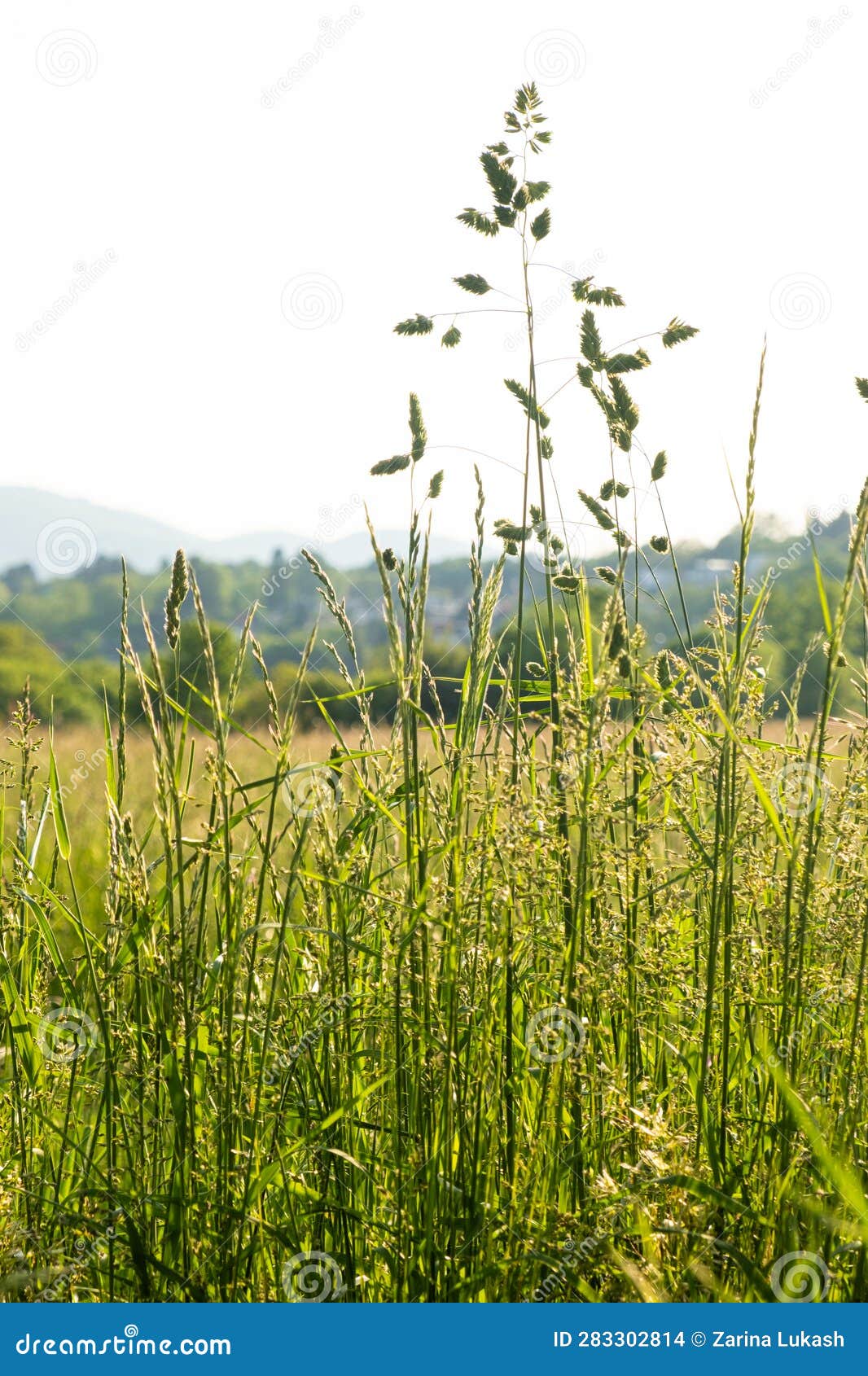 Close-up of Field Grass in a Summer Field. Stock Photo - Image of alps ...