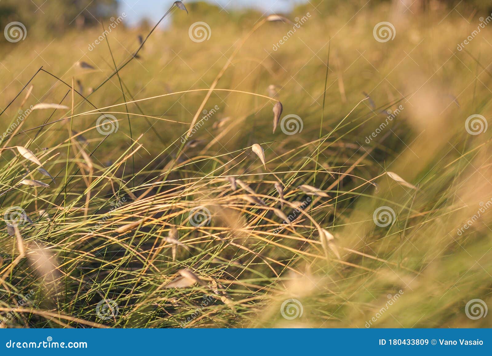 Field Grass in the Wind Bent Stock Image - Image of blown, golden ...