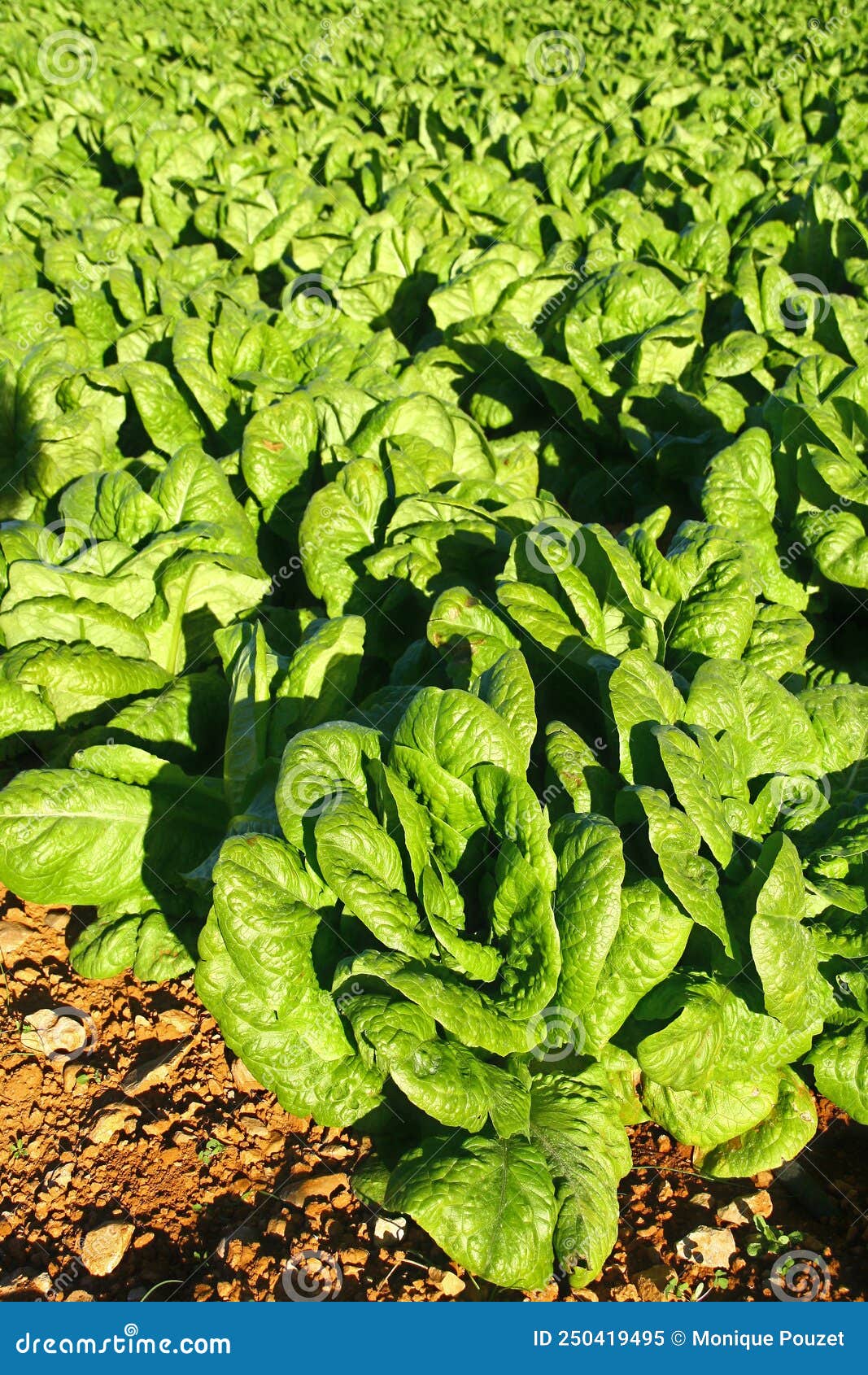 A field of lettuce crops stock image. Image of diet - 250419495