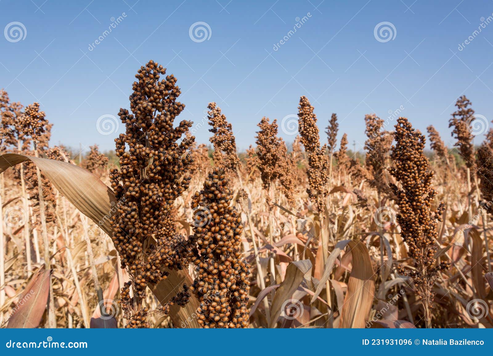 Close-up of a Field of Millet Ready To Harvest Stock Photo - Image of ...