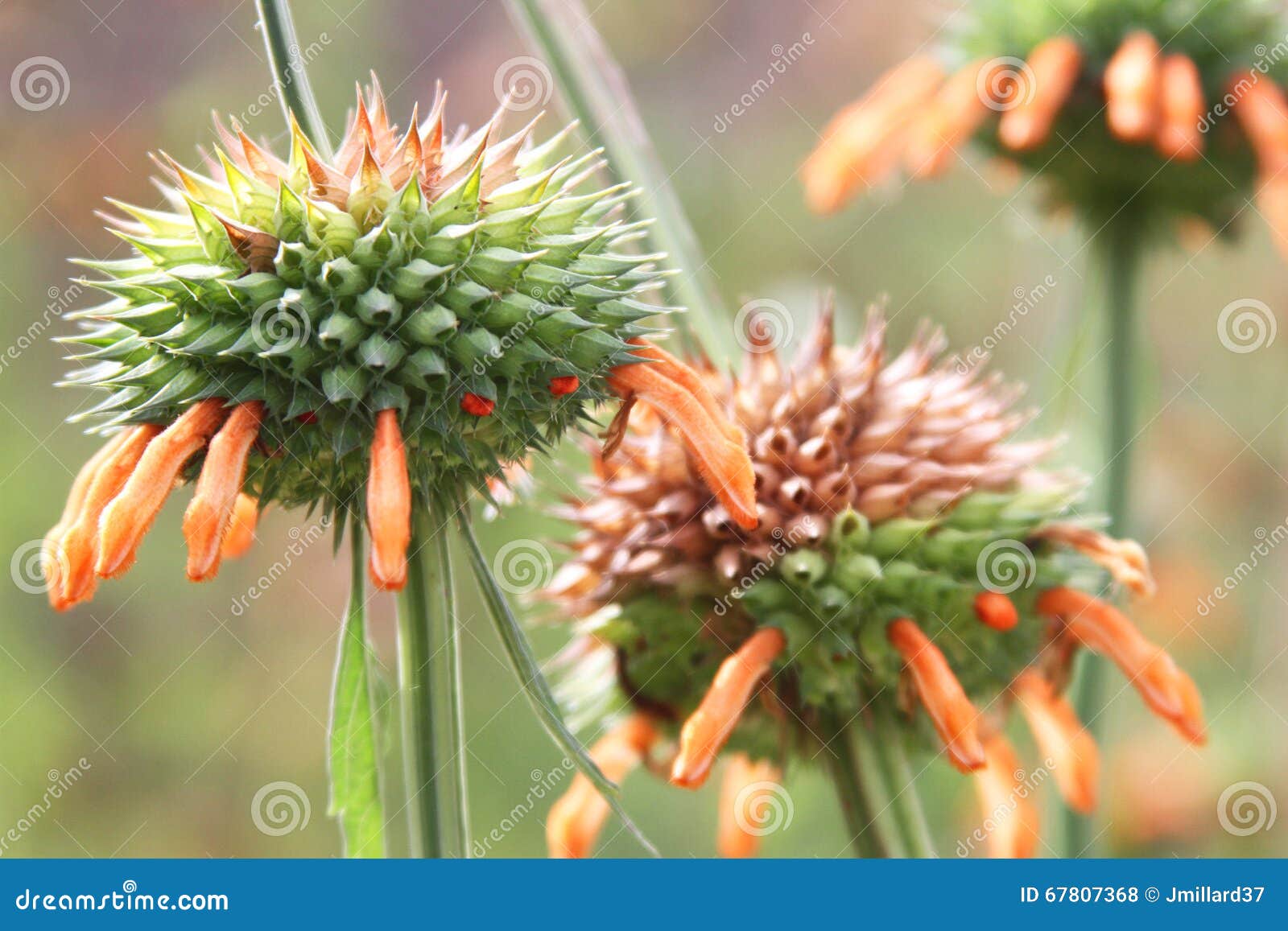 Close-up of Field of Orange Bee Balm Flowers Stock Photo - Image of ...