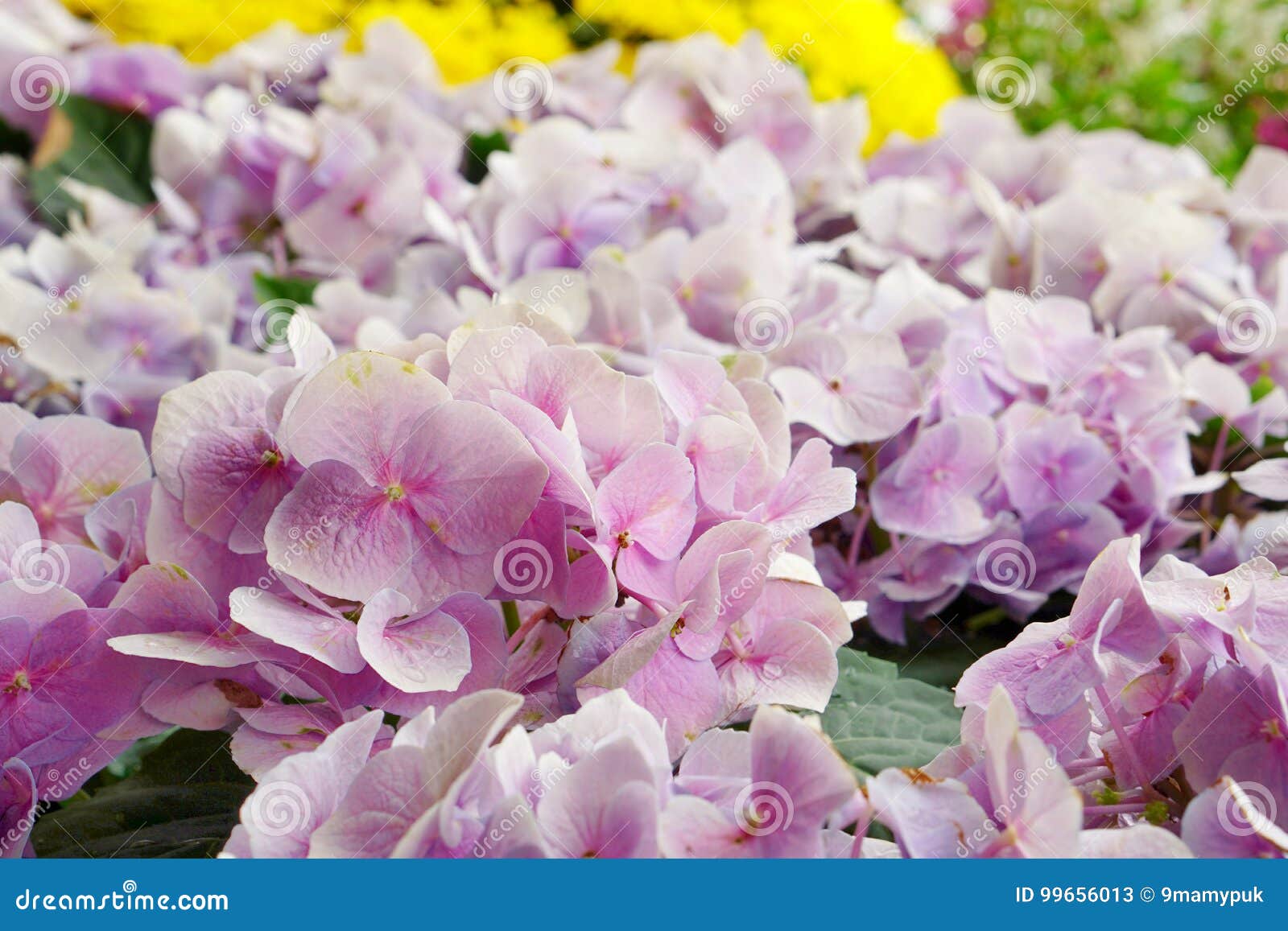 Close Up Field of Soft Pink Hydrangea Flower. Stock Image - Image of ...