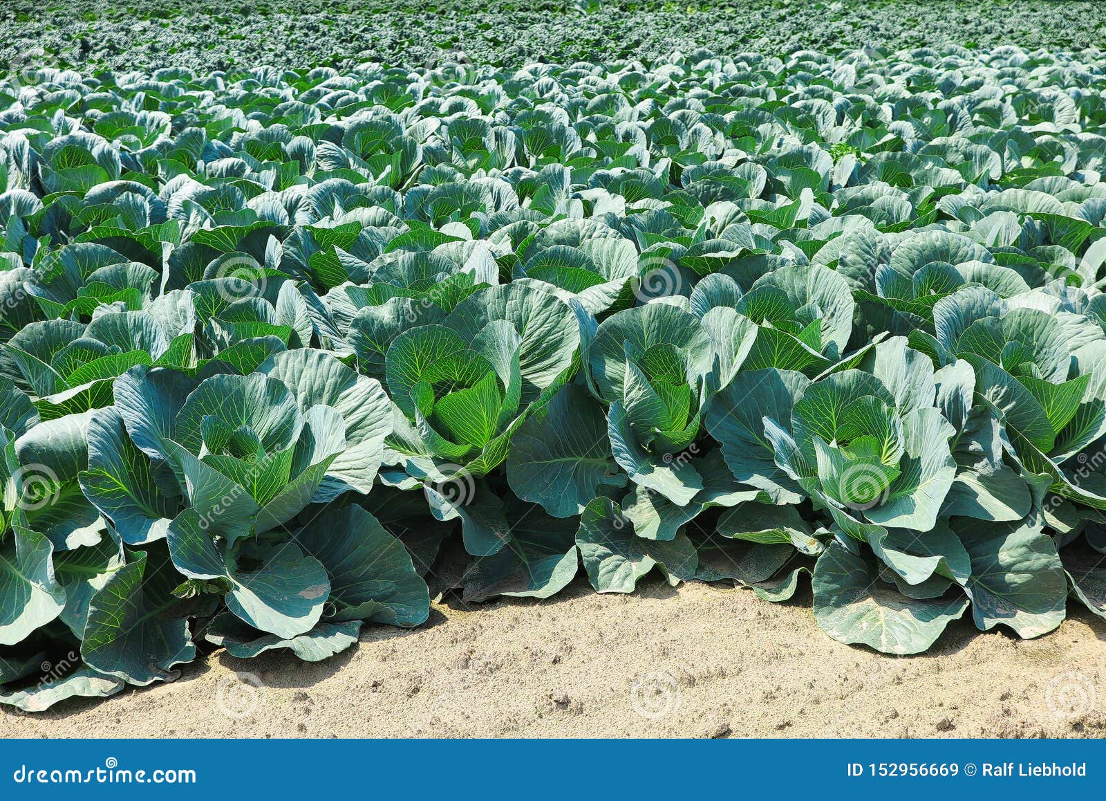 Close Up of Field with White Cabbage Plants - Netherlands, Venlo Stock ...