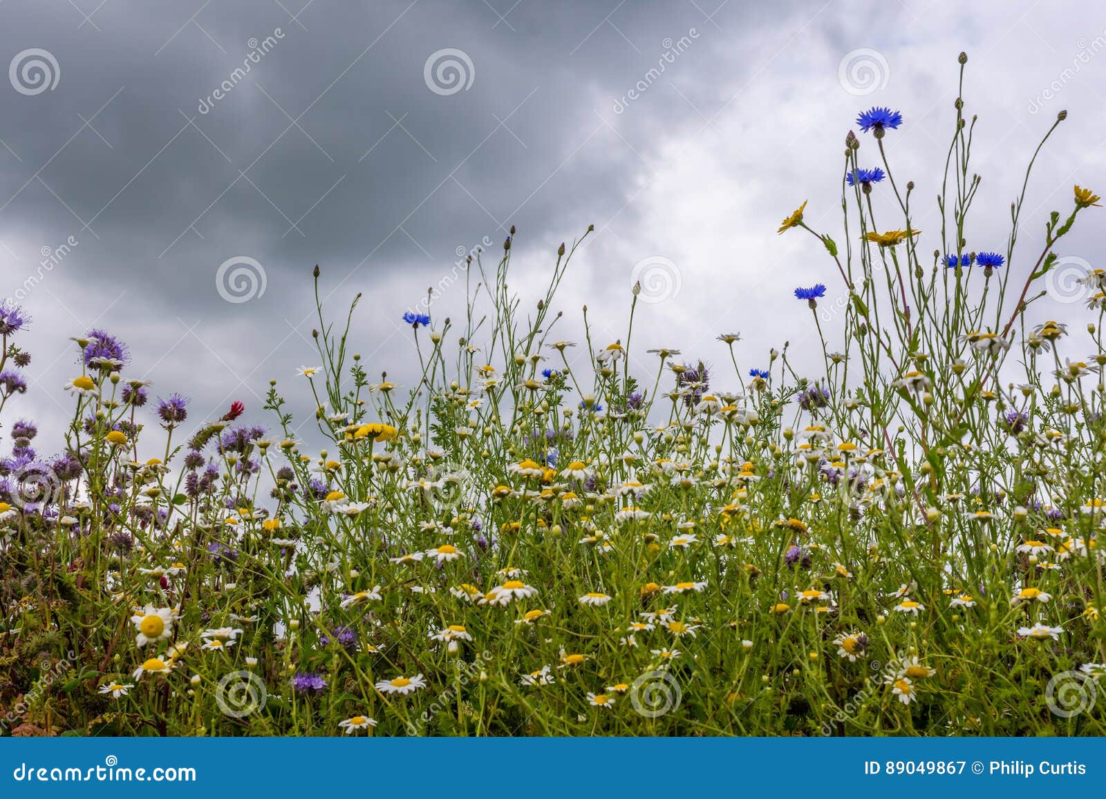 Close Up of a Field of Wild Country Side Flowers Stock Image - Image of ...