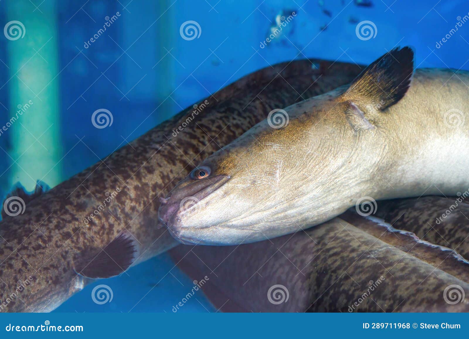 Close-up of Fierce Eel in the Farming Pond Stock Photo - Image of ...