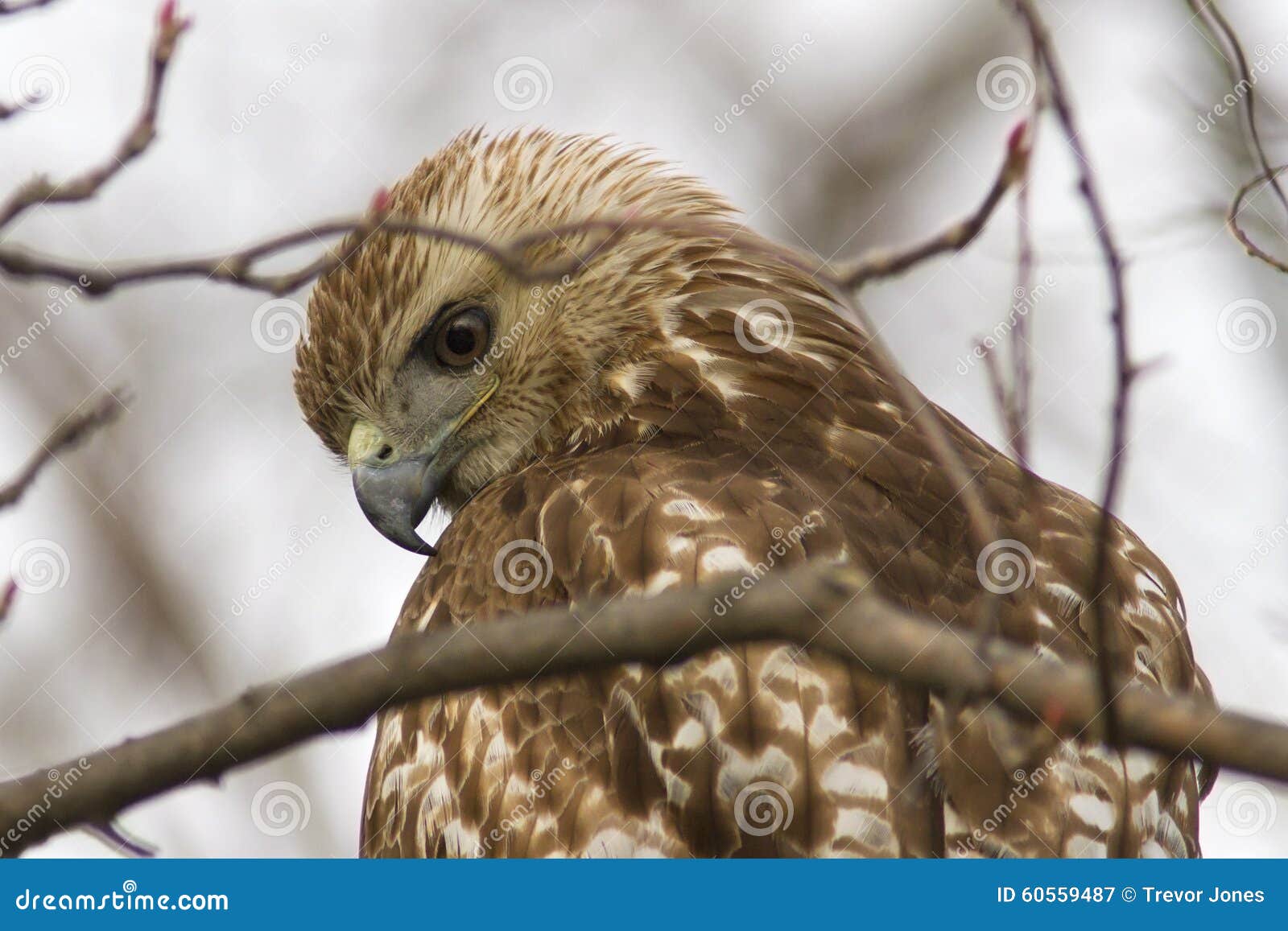 A Close-up of the Fierce Red-tailed Hawk Stock Image - Image of ...