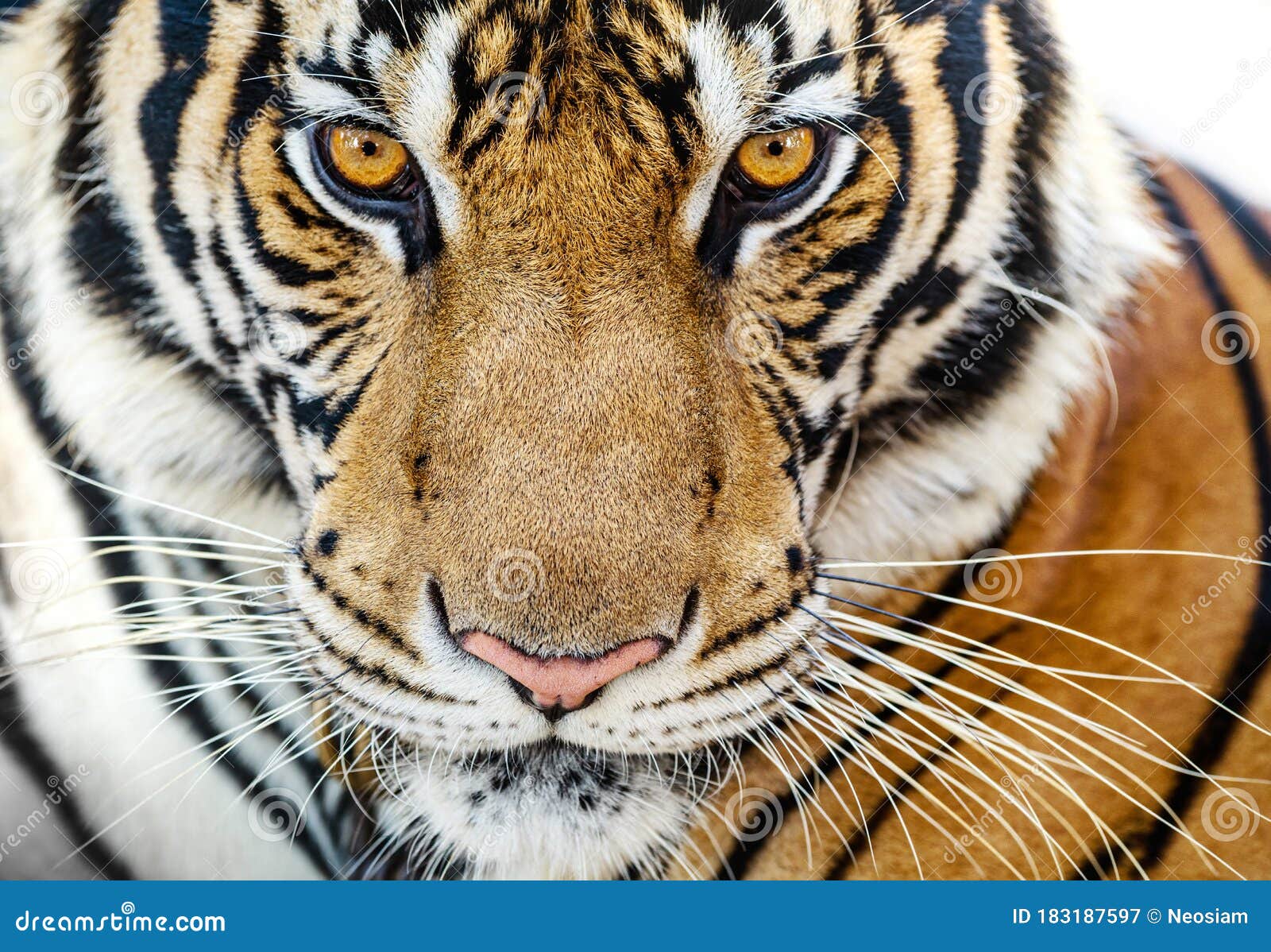 Fierce Tiger Ground Black Background A Beautiful Light Royalty-Free ...