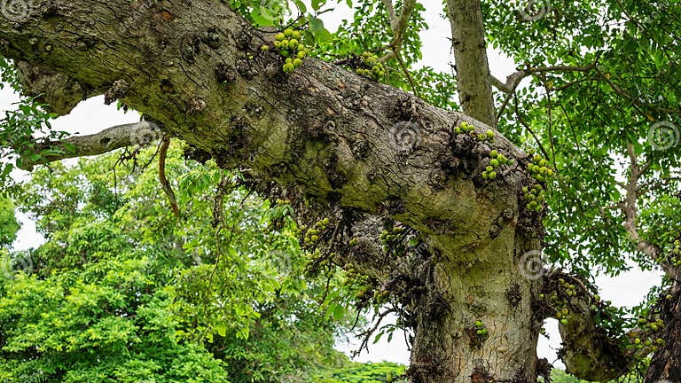 Close Up of a Fig Tree stock image. Image of food, native - 172173141