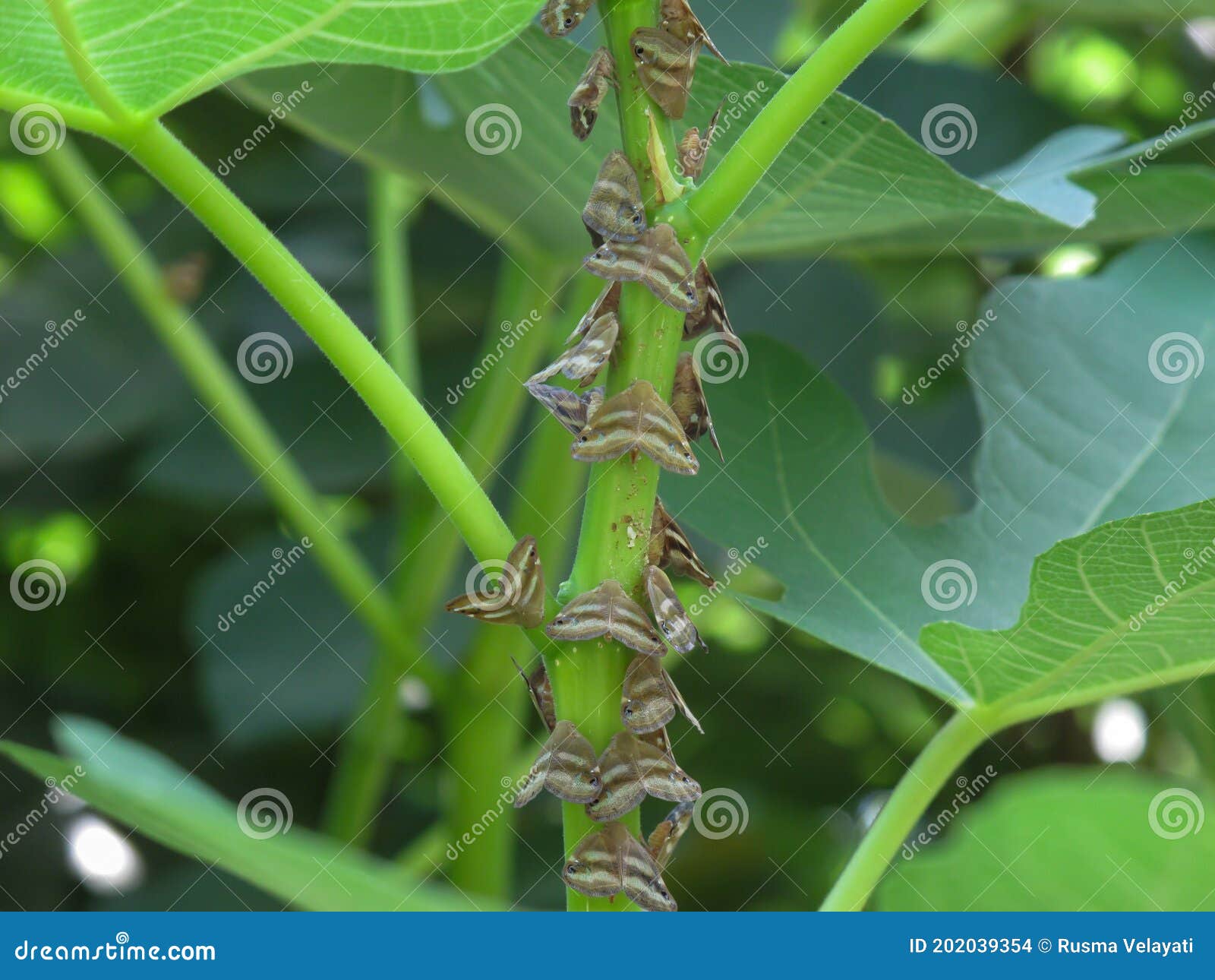 Close Up of Fig Tree Pest in Summer. Stock Photo - Image of insects ...