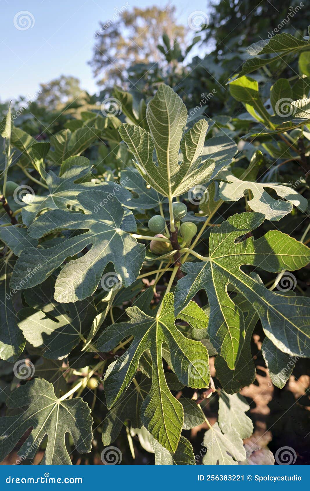 Close-up of Fig Tree with Ripe Figs Fruits and Leaves Stock Image ...