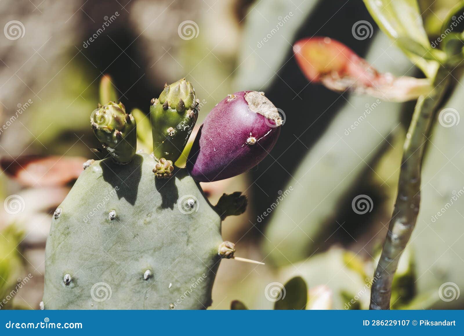 Close-up on the Figs of a Prickly Pear Stock Image - Image of fresh ...