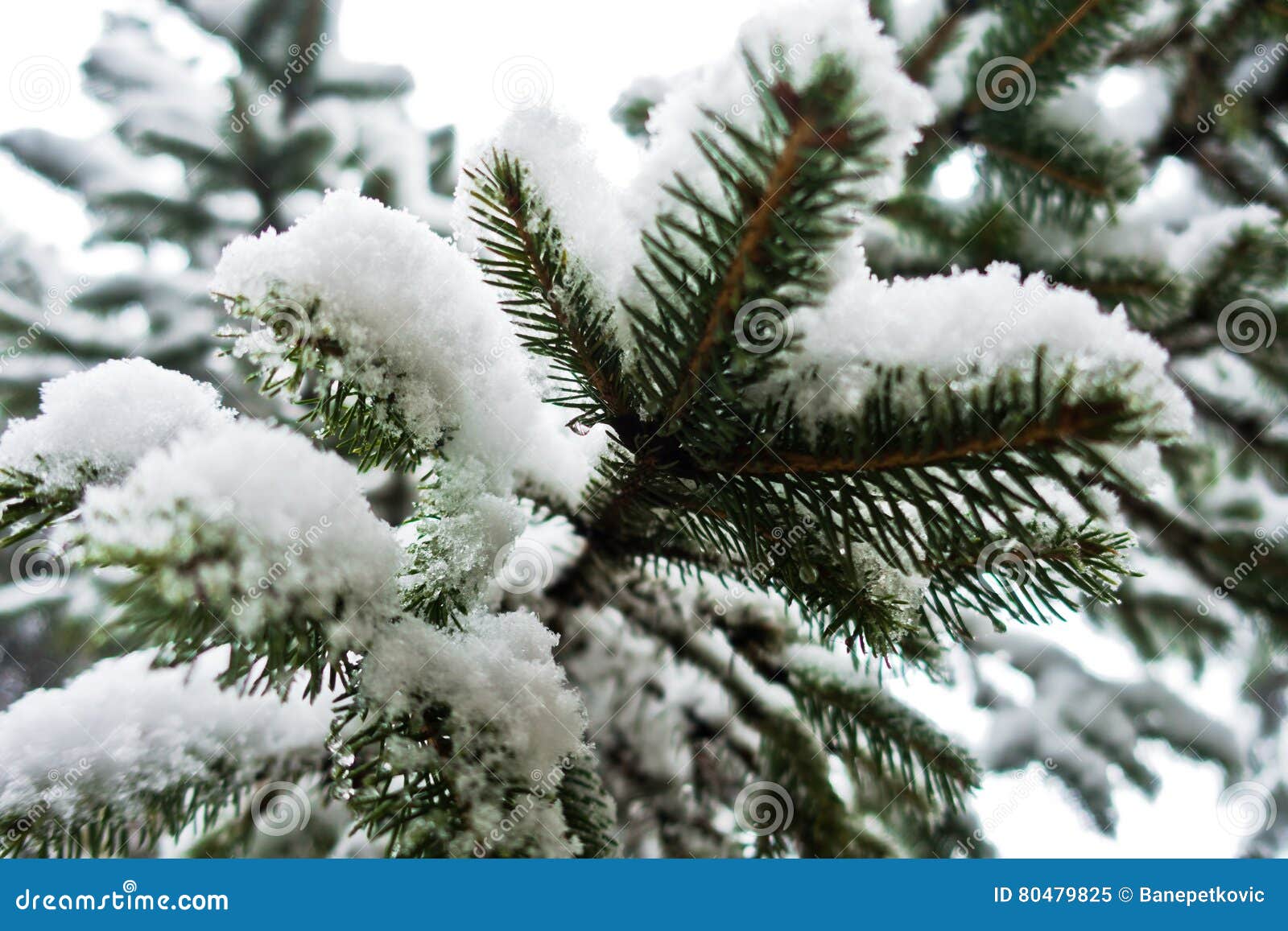 Close Up of a Fir Branches Covered with Snow Stock Image - Image of ...