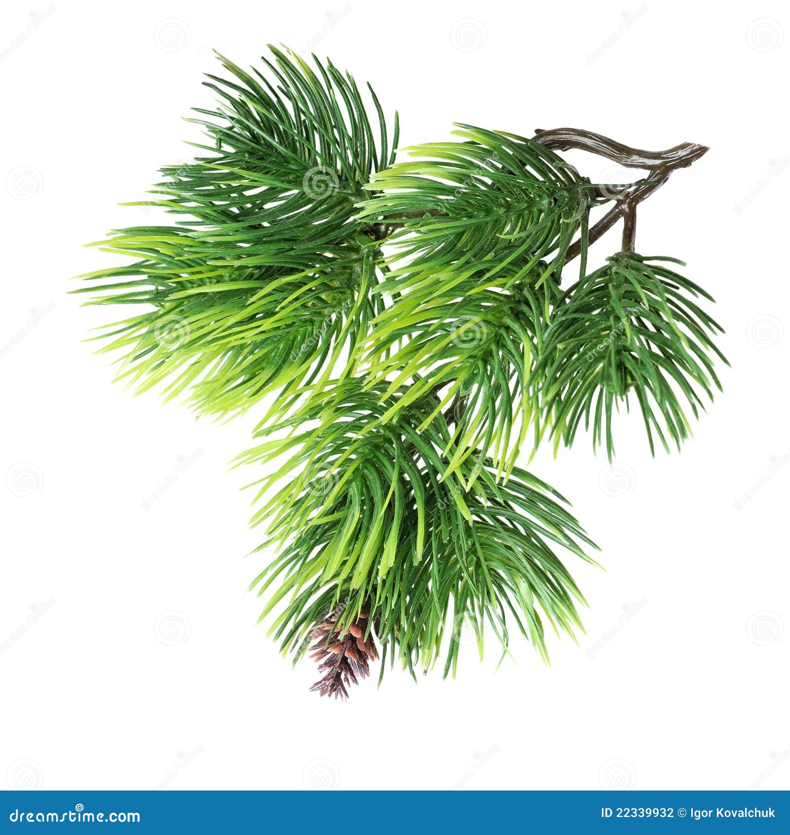 Close Up of Fir Tree Branch Stock Photo - Image of close, freshness ...