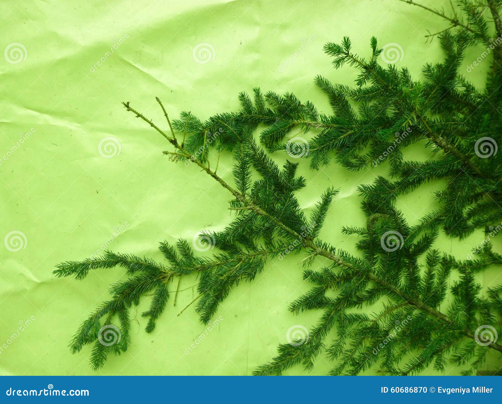 Close up of fir tree stock photo. Image of evergreen - 60686870