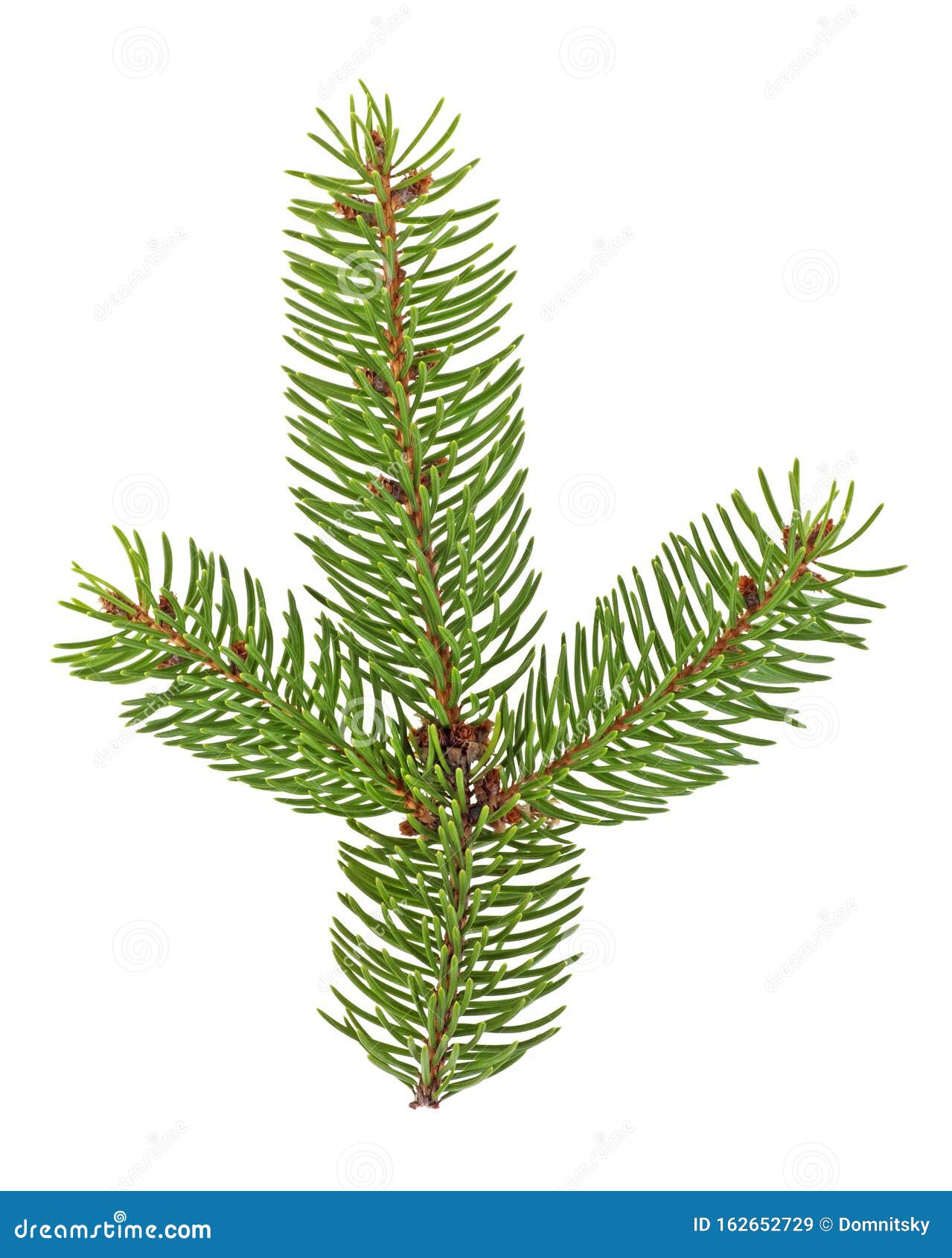 Close Up of Fir Tree Branch Isolated on White Background Stock Image ...
