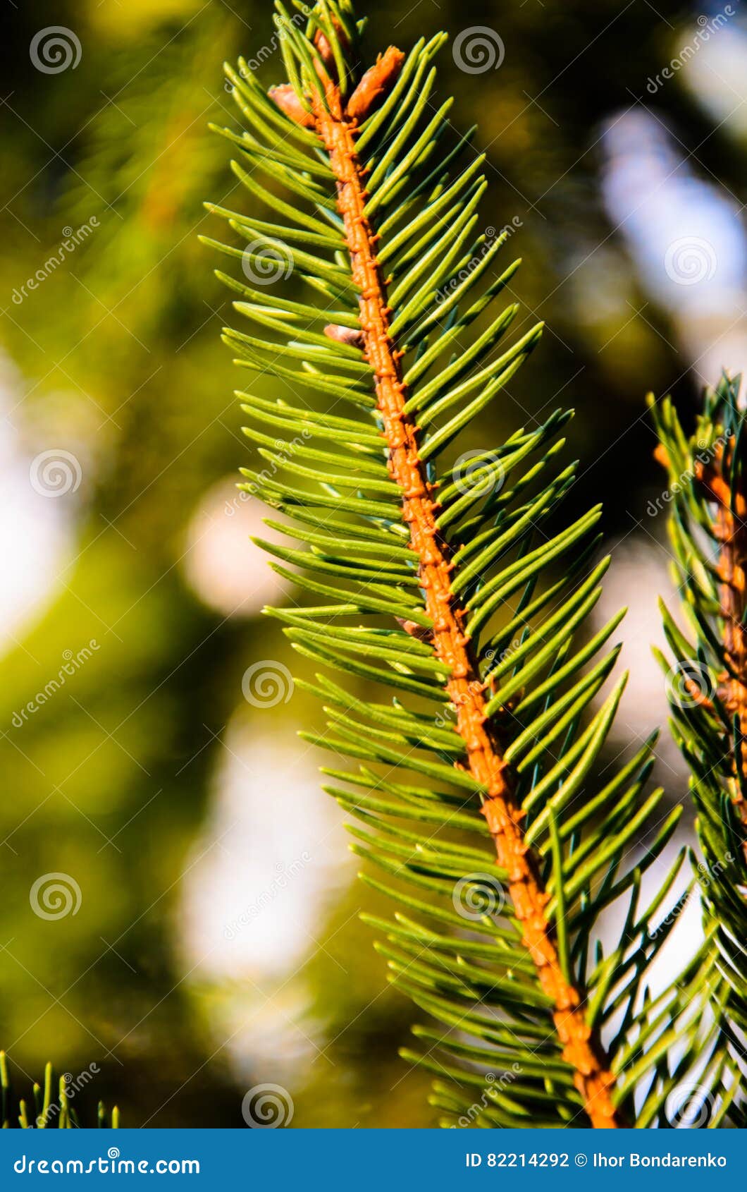 Close-up of the Fir Tree Branch with a Needles Stock Photo - Image of ...
