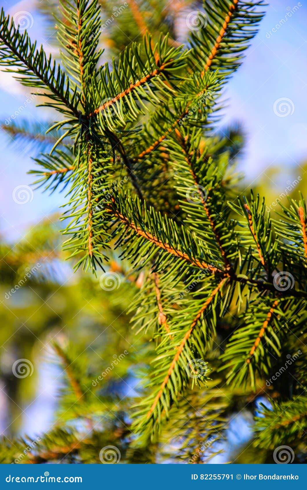 Close-up of the Fir Tree Branch with a Needles Stock Image - Image of ...