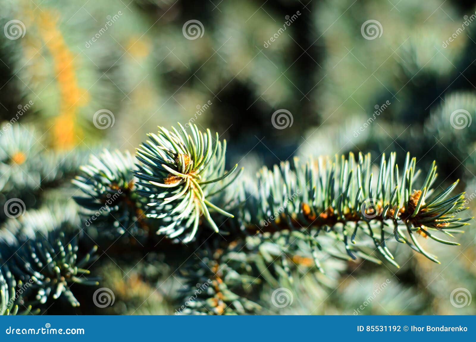 Close-up of the Fir Tree Branch with a Needles Stock Photo - Image of ...