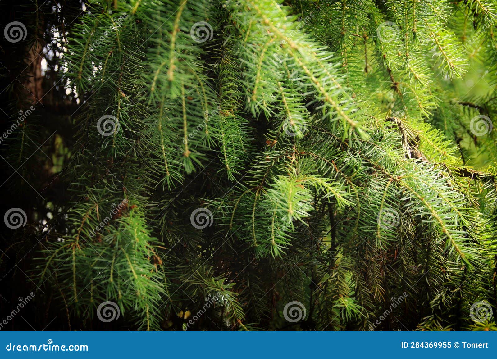Close Up of Fir Tree in the Forest Stock Image - Image of wood, tree ...