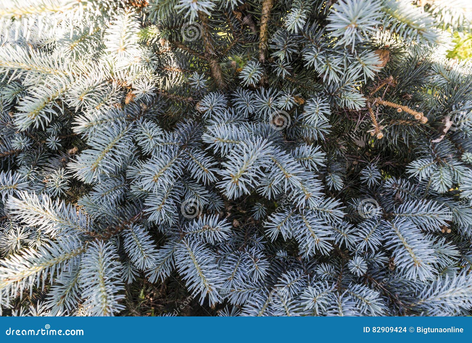 Close Up of a Fir Tree Leaves at the Sun Stock Photo - Image of forest ...