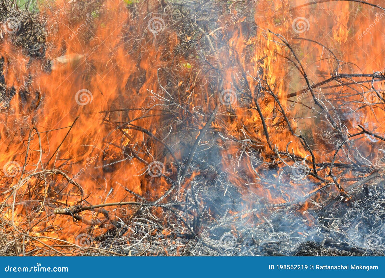 Close Up the Fire is Burning Dry Branches, Bushfire Stock Image - Image ...