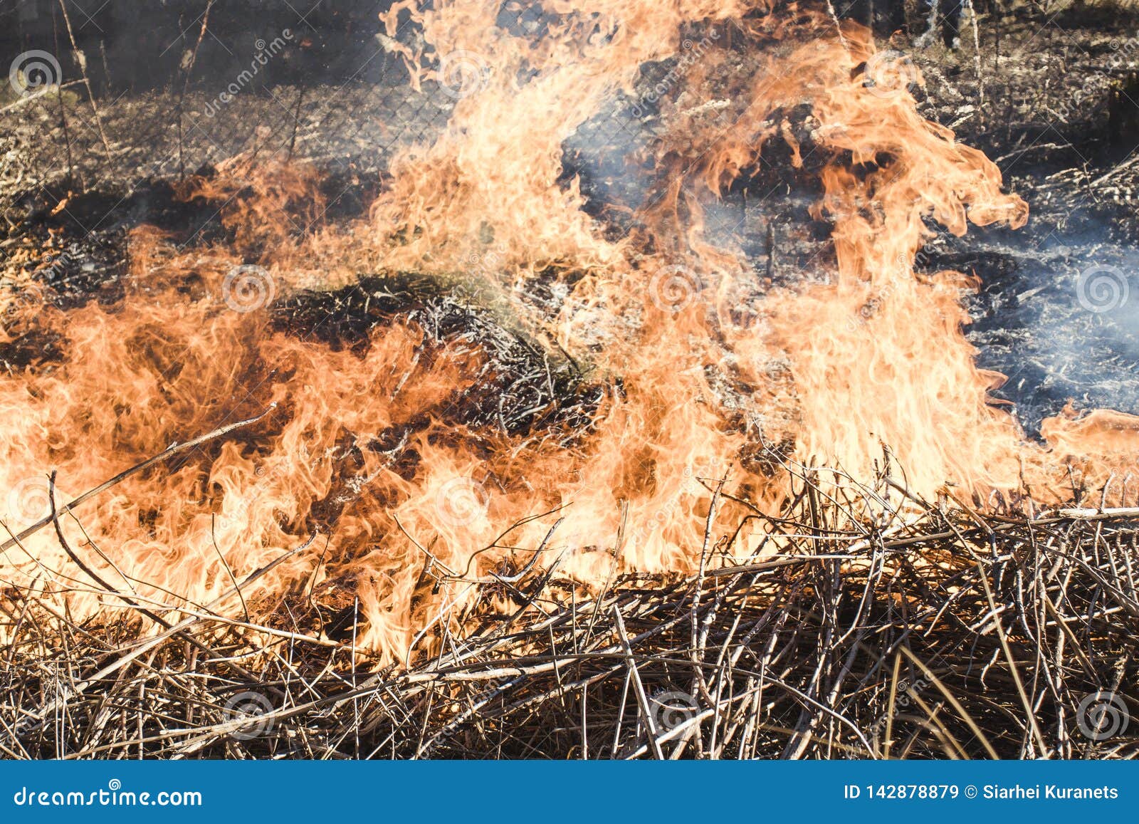 Close-up. Fire Burns. Dry Branches, Grass, There is Toning Stock Image ...