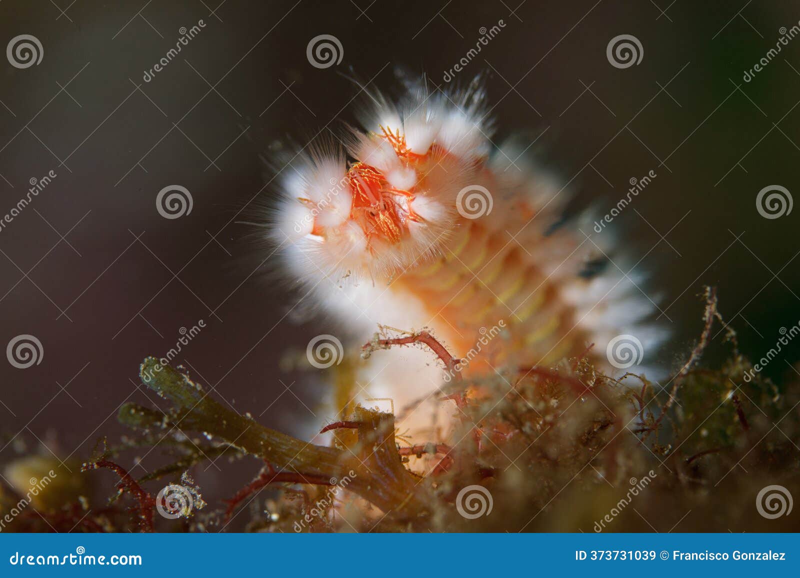 Fire Worm Stock Image | CartoonDealer.com #10973251