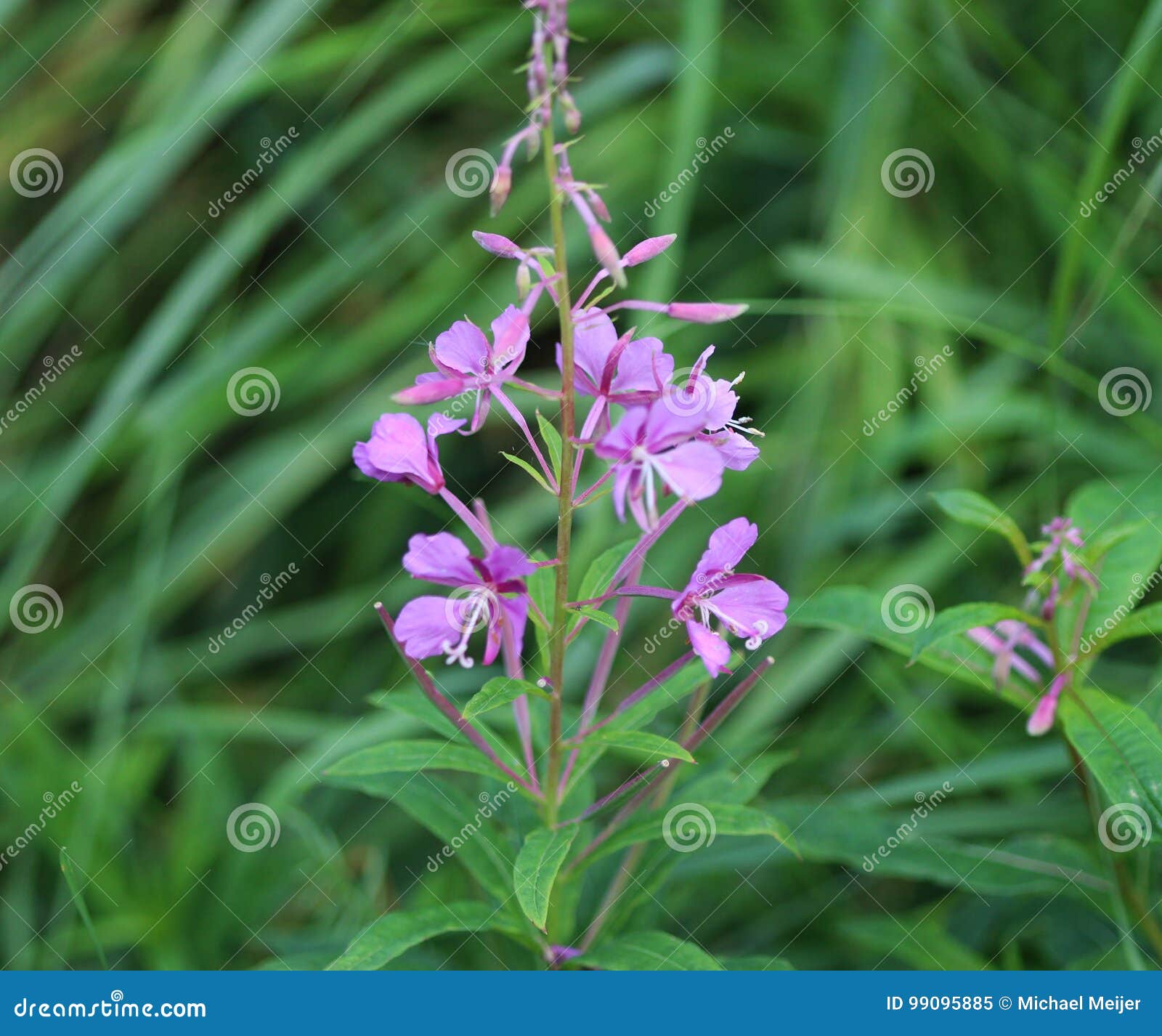Fireweed flower stock image. Image of bloom, field, blossom - 99095885