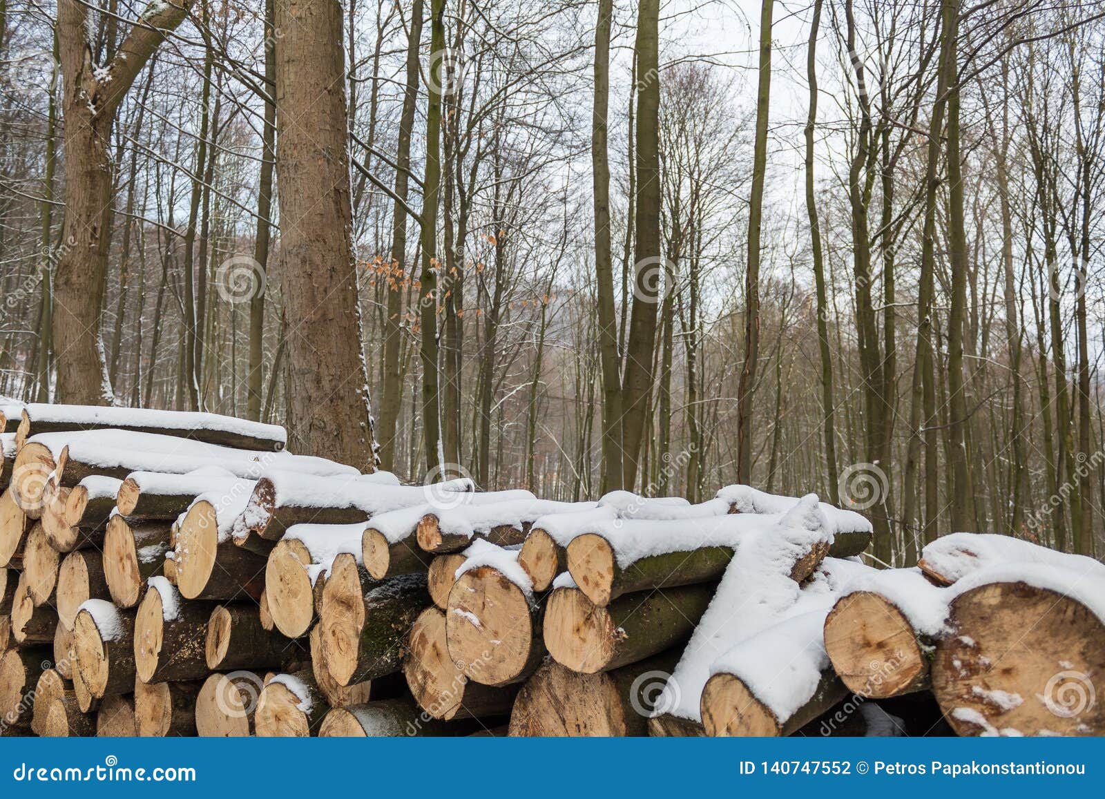 Close Up of Firewood Logs Covered in Snow in the Forest Stock Photo ...