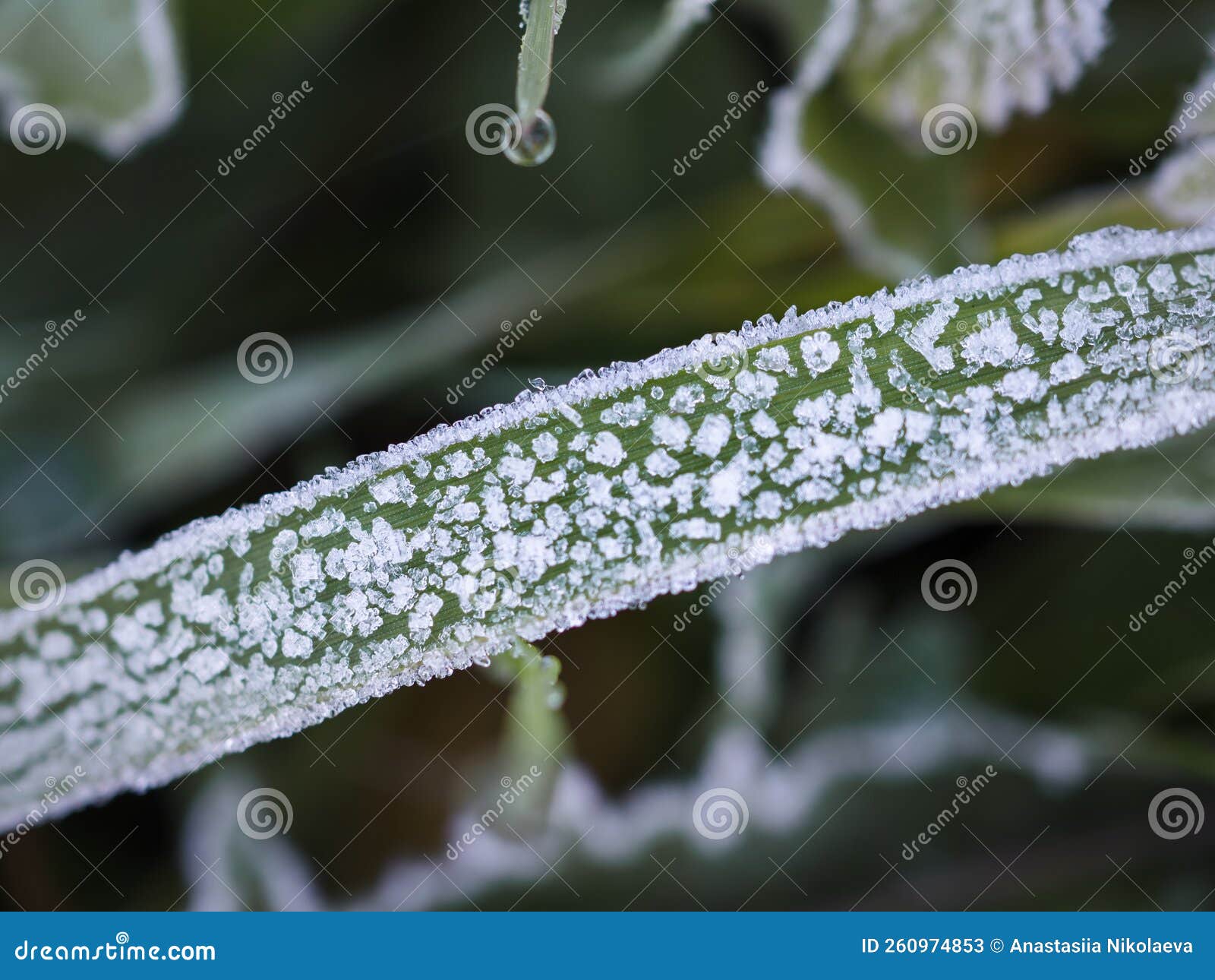 Close-up of the First Frost on a Blade of Grass. Frost Texture. View ...
