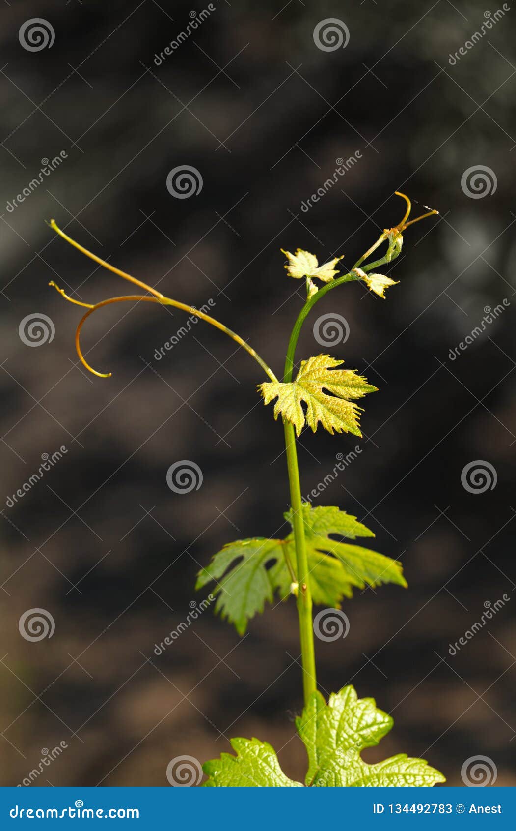 First leaves of vine stock image. Image of leaf, stem - 134492783