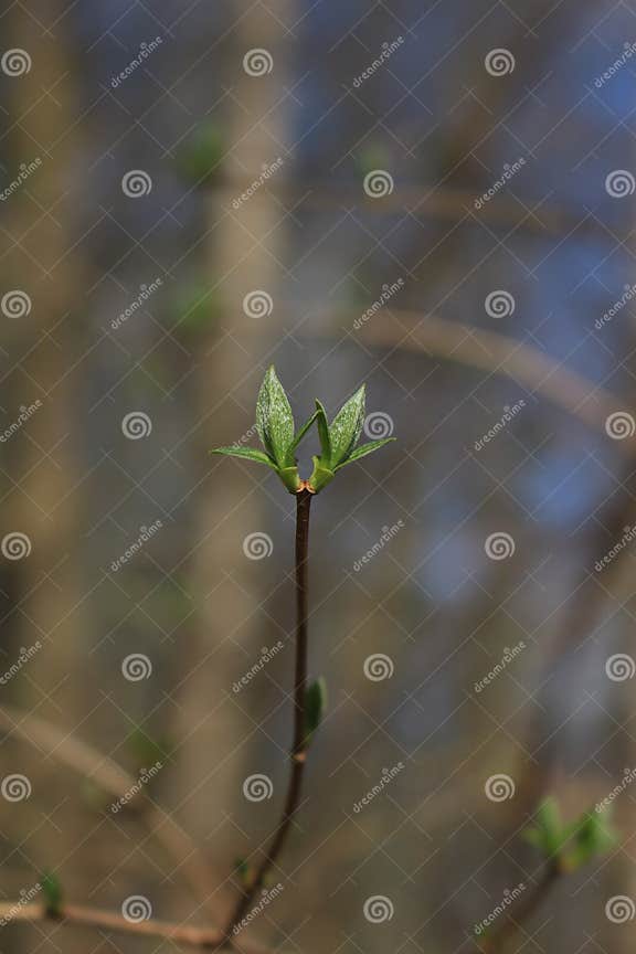 Close-Up of the First Spring Sprouts on a Tree Branch Stock Photo ...