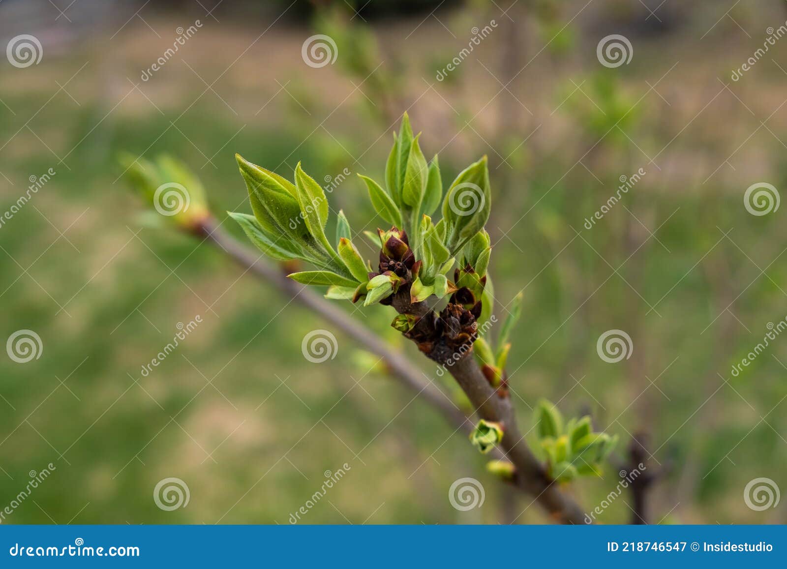 Close-up of the First Swollen Buds of a Lilac Tree in Spring Stock ...